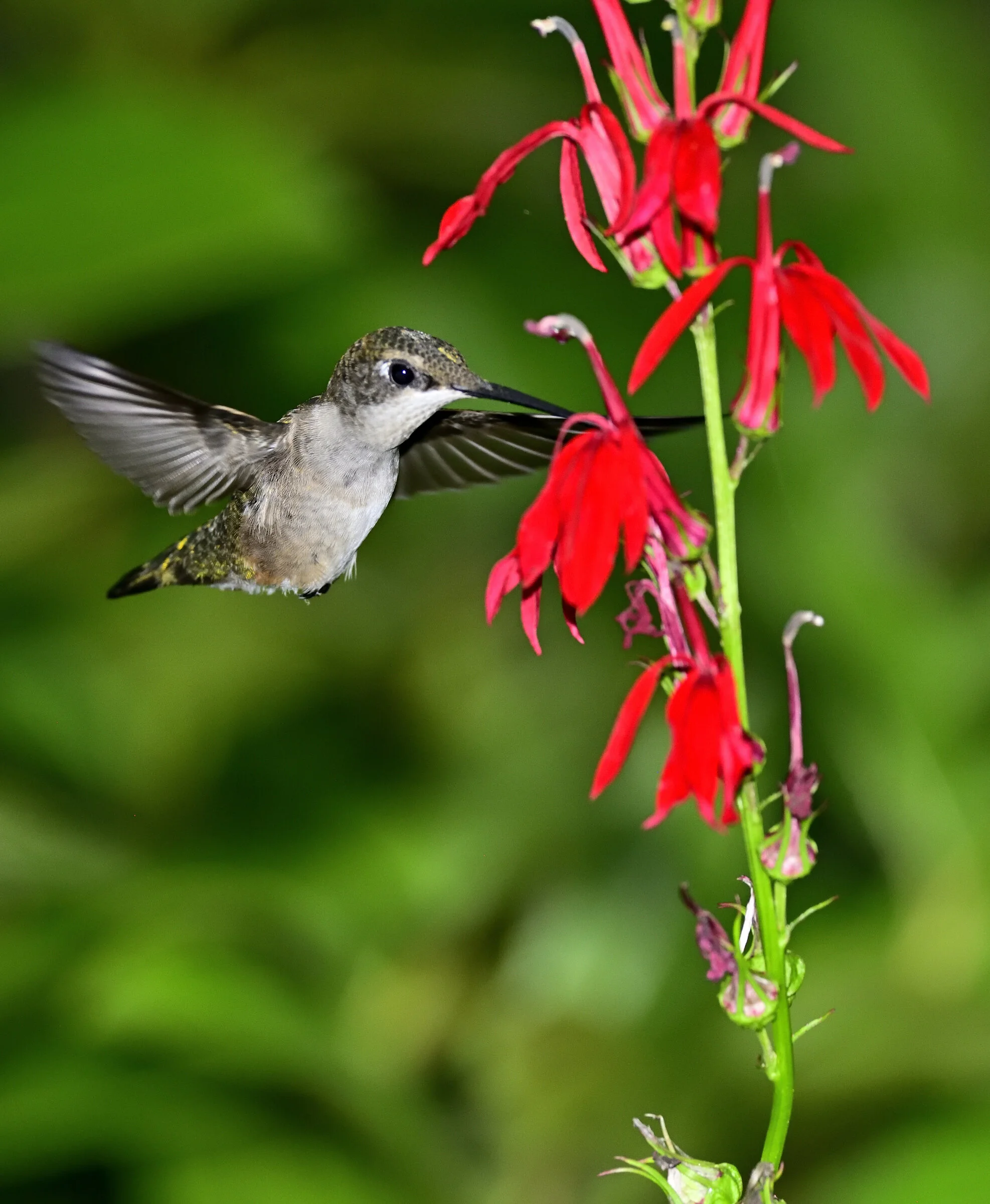 Ruby-throated Hummingbirds in Backyard — Jim Clark Photography