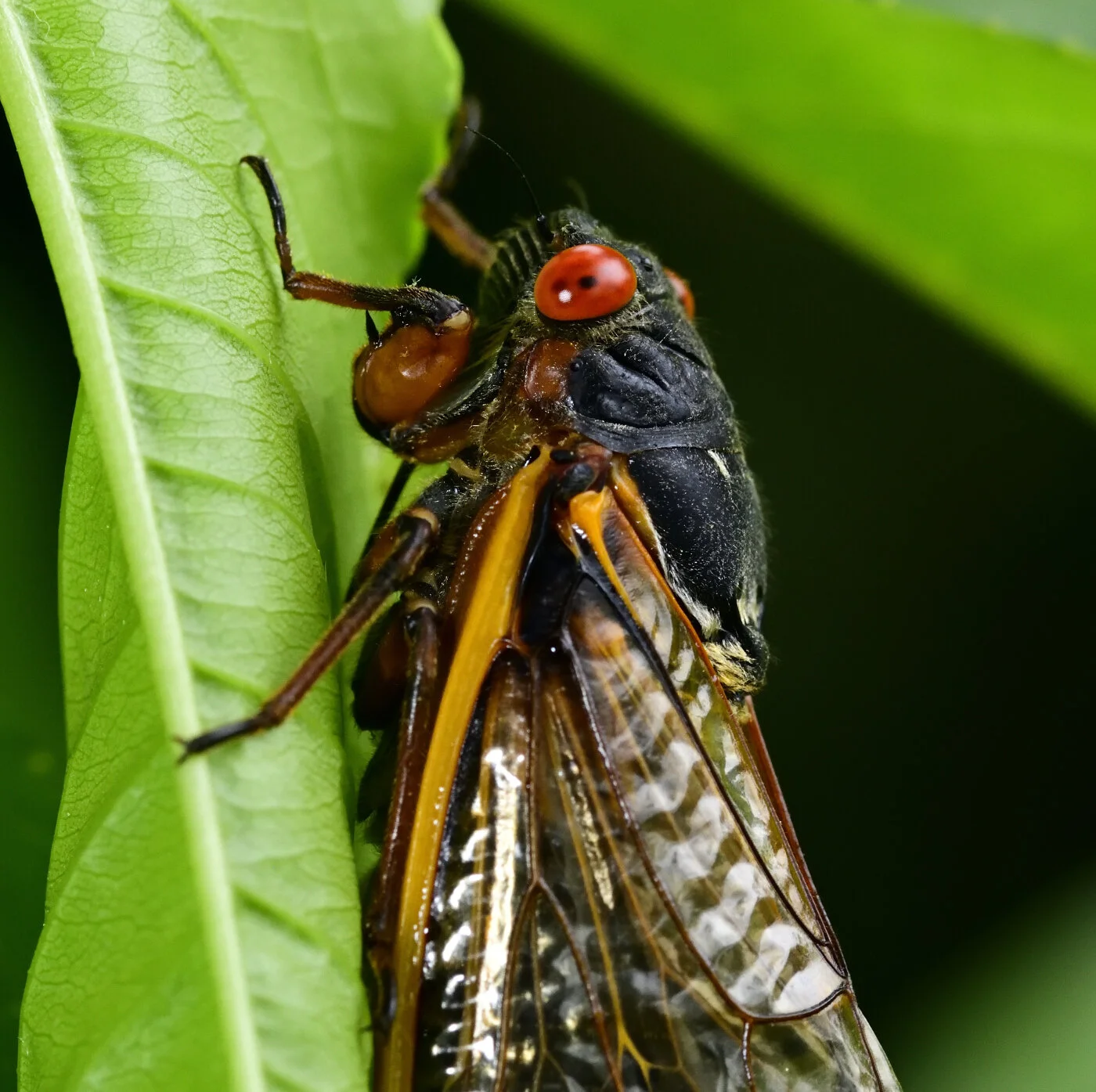 The Periodical Cicadas of 2021 — Jim Clark Photography