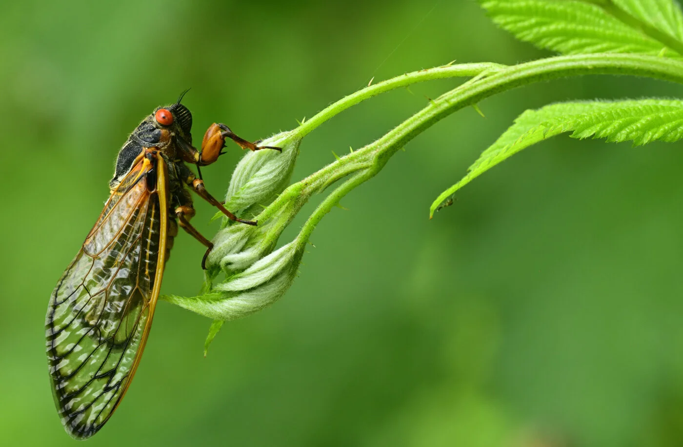 The Periodical Cicadas of 2021 — Jim Clark Photography