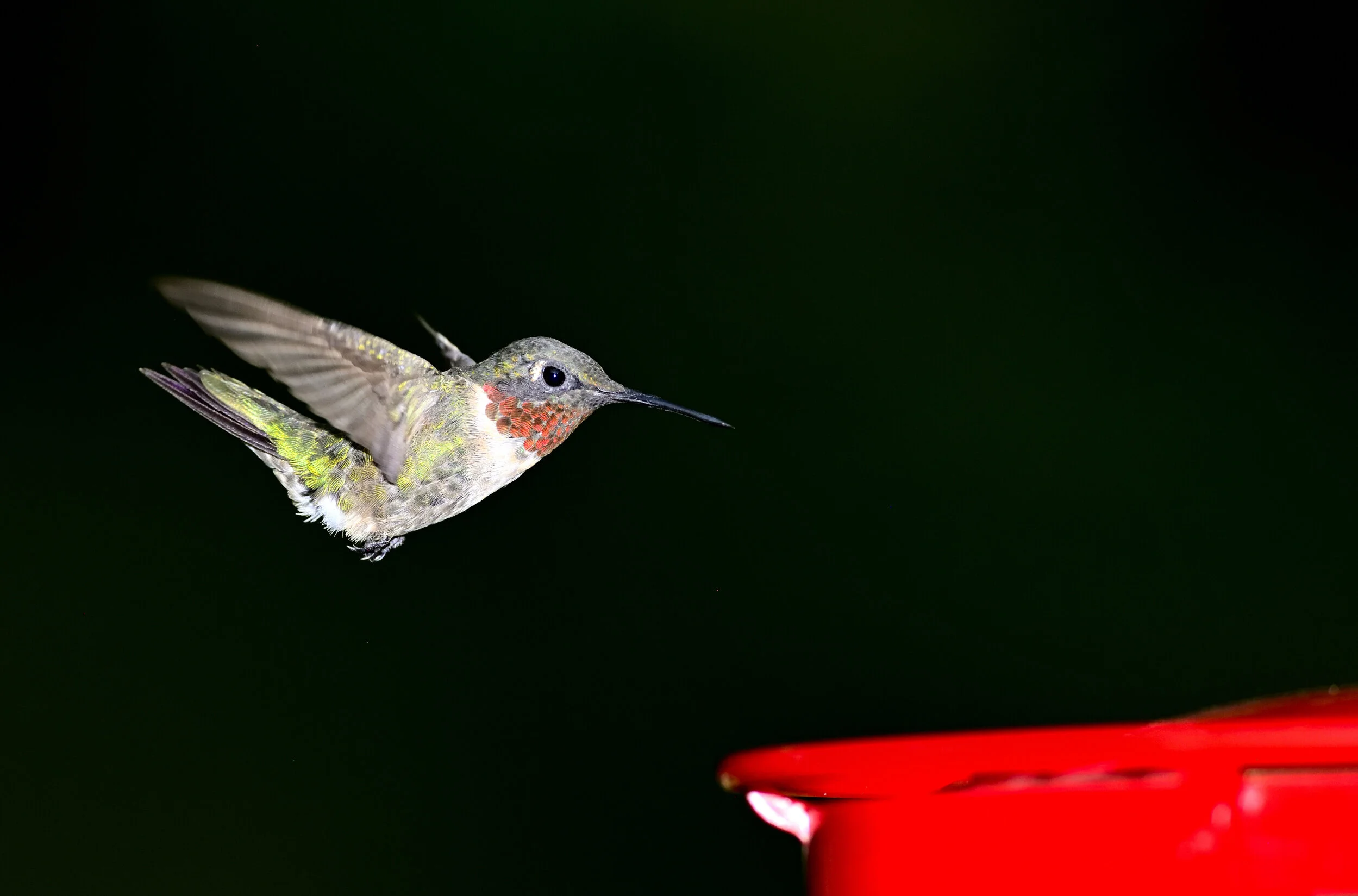 Ruby-throated Hummingbirds in Backyard — Jim Clark Photography