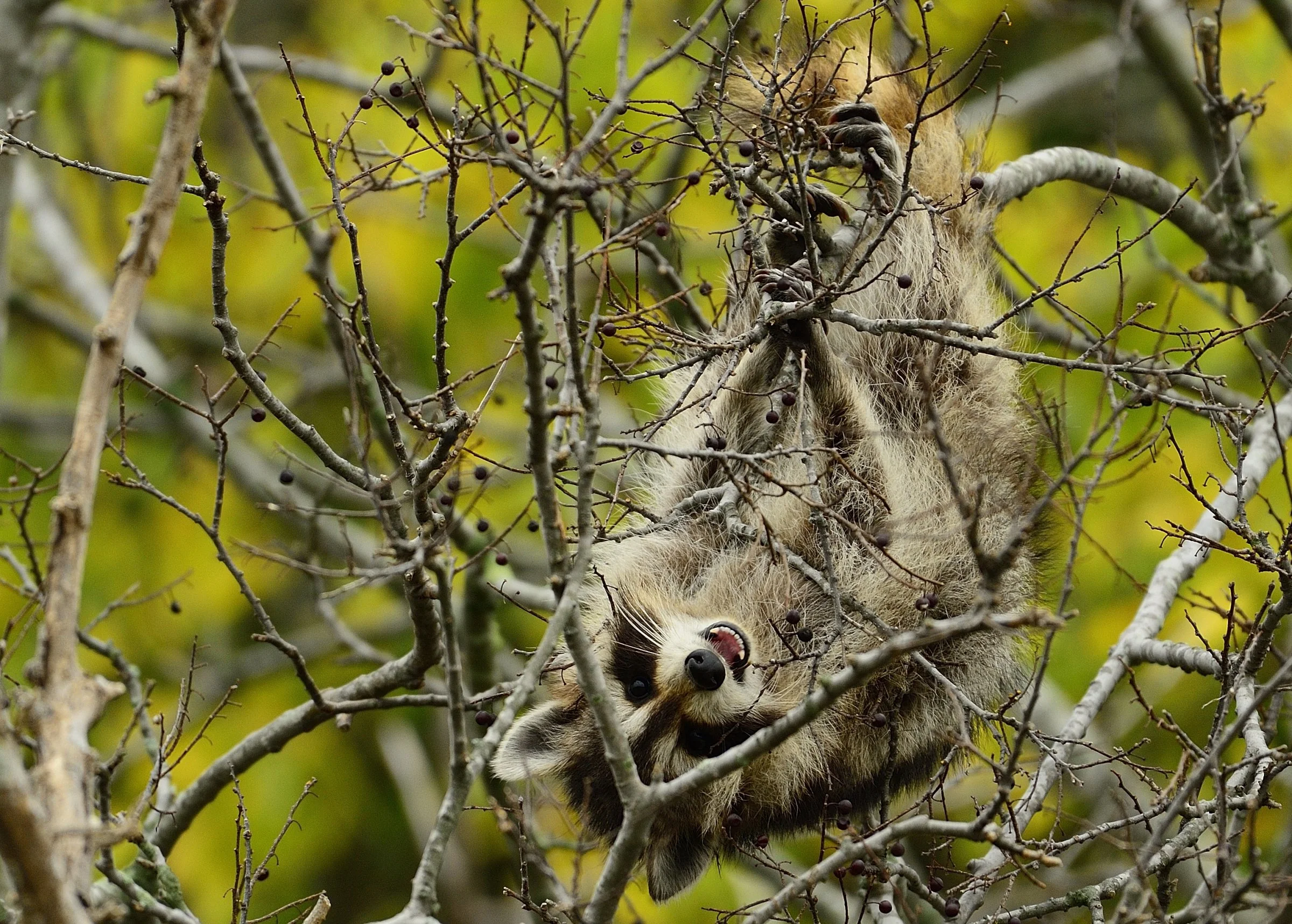 Two Raccoons & A Screech Owl - A Tale in Three Acts: Act 1, Part II ...