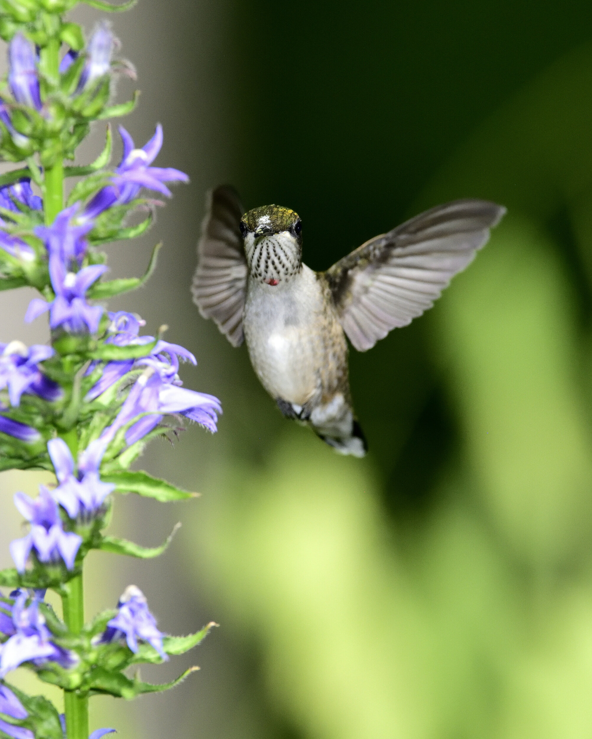 Ruby-throated Hummingbirds in Backyard — Jim Clark Photography
