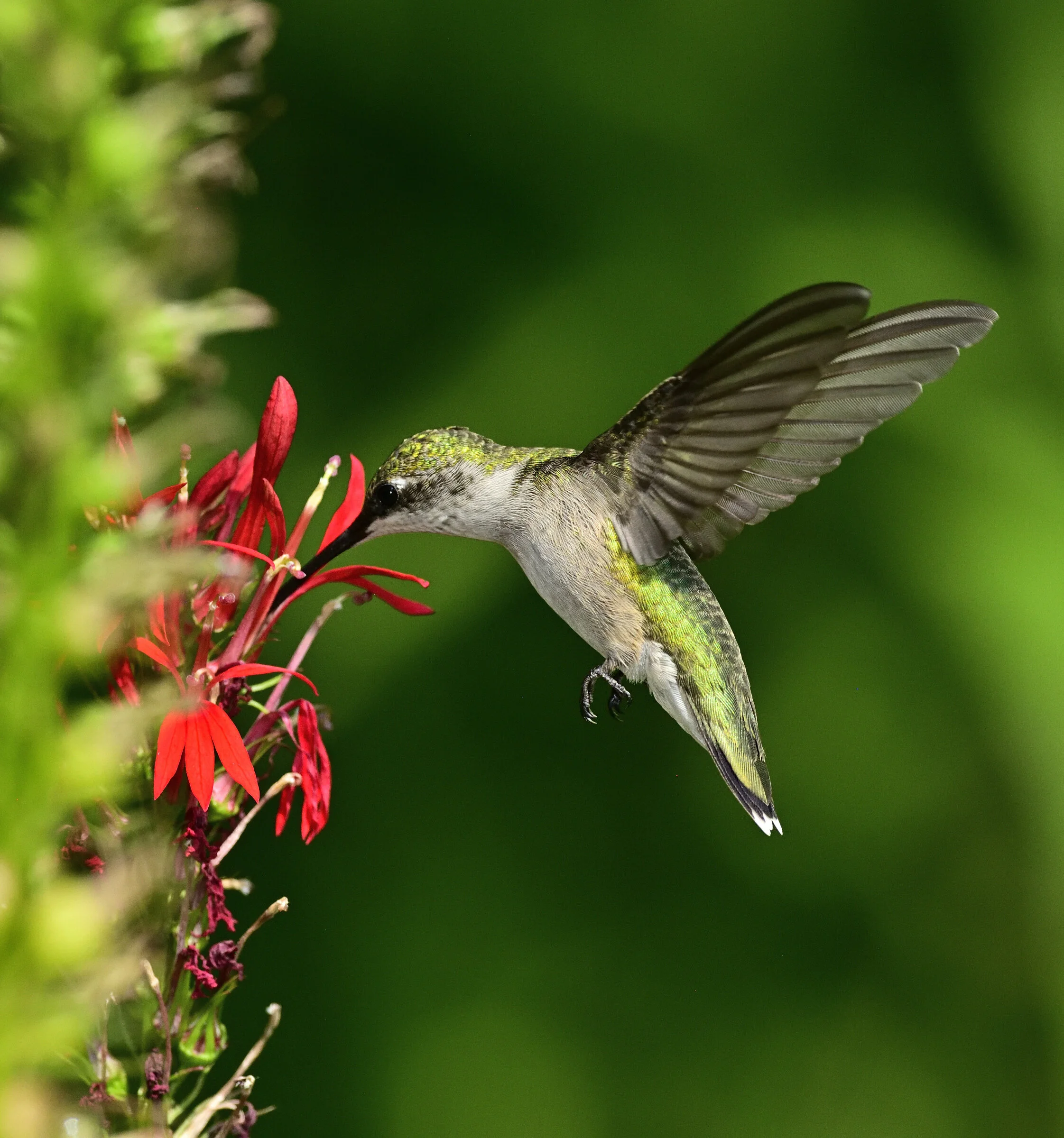 Ruby-throated Hummingbirds in Backyard — Jim Clark Photography