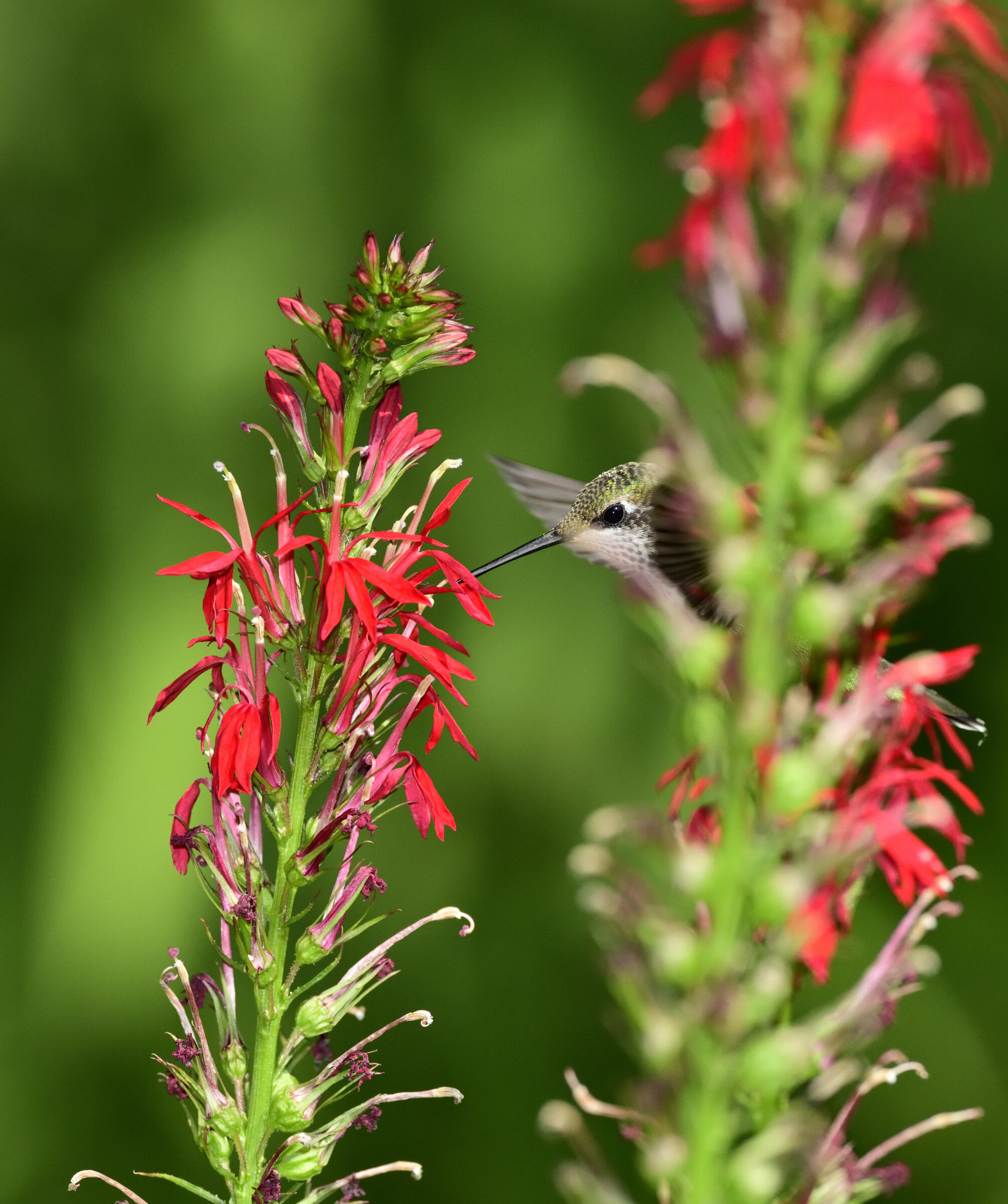 Ruby-throated Hummingbirds in Backyard — Jim Clark Photography