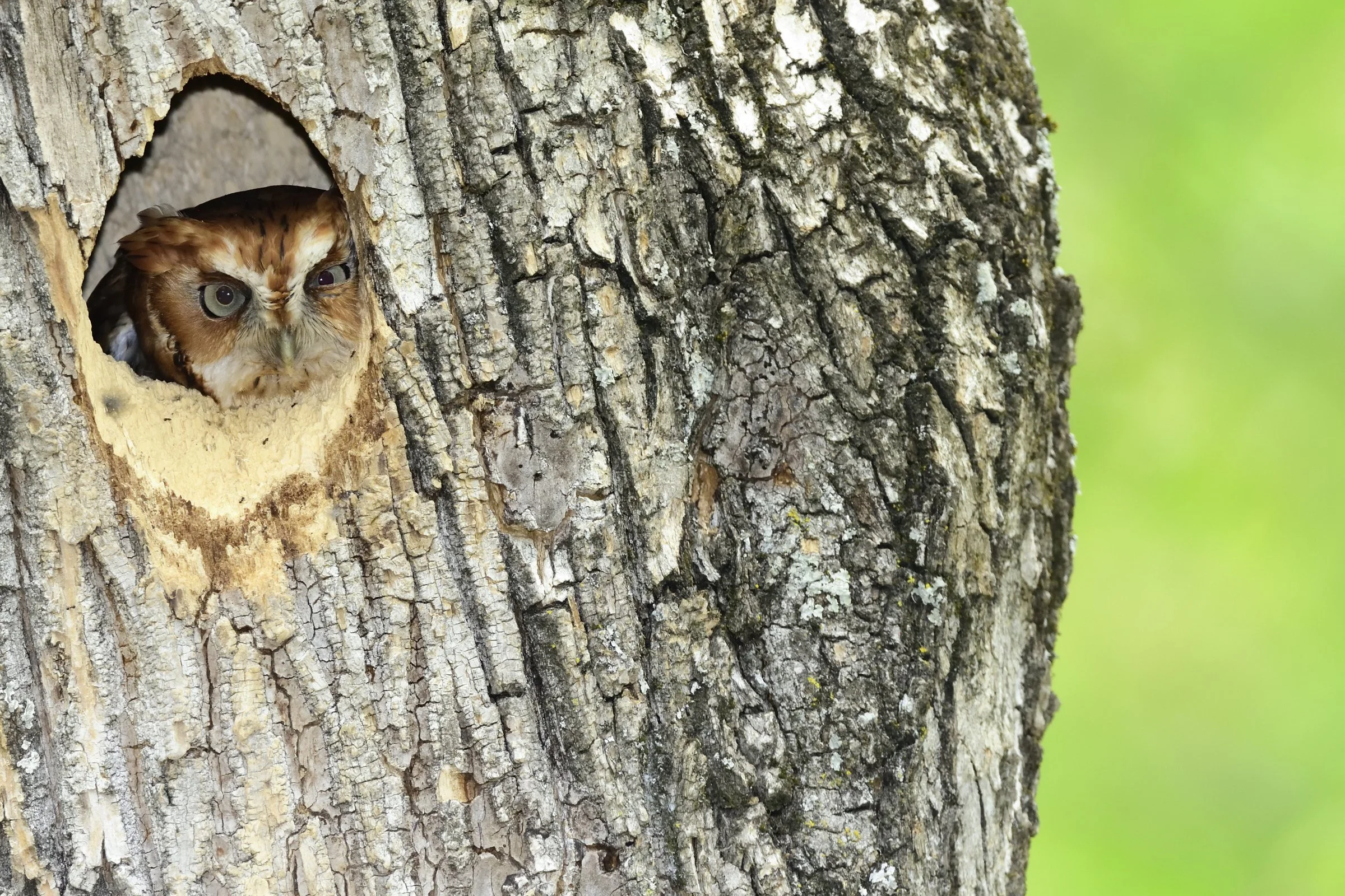 Two Raccoons & A Screech Owl - A Tale in Three Acts: Act III — Jim ...
