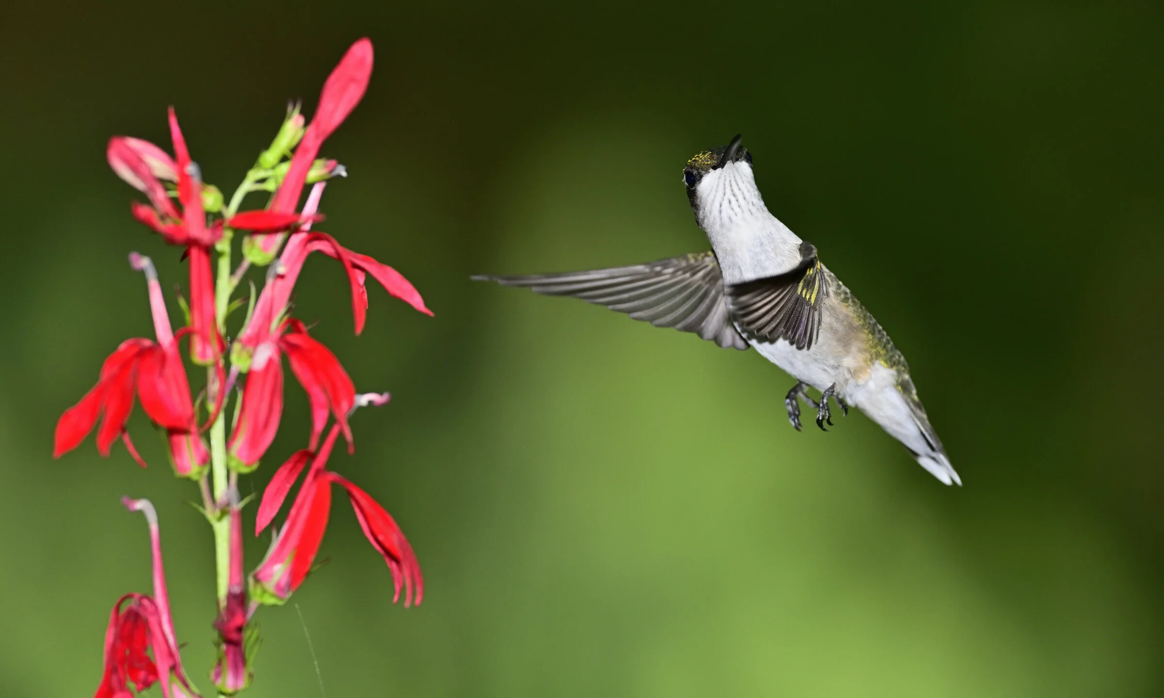 Ruby-throated Hummingbirds in Backyard — Jim Clark Photography