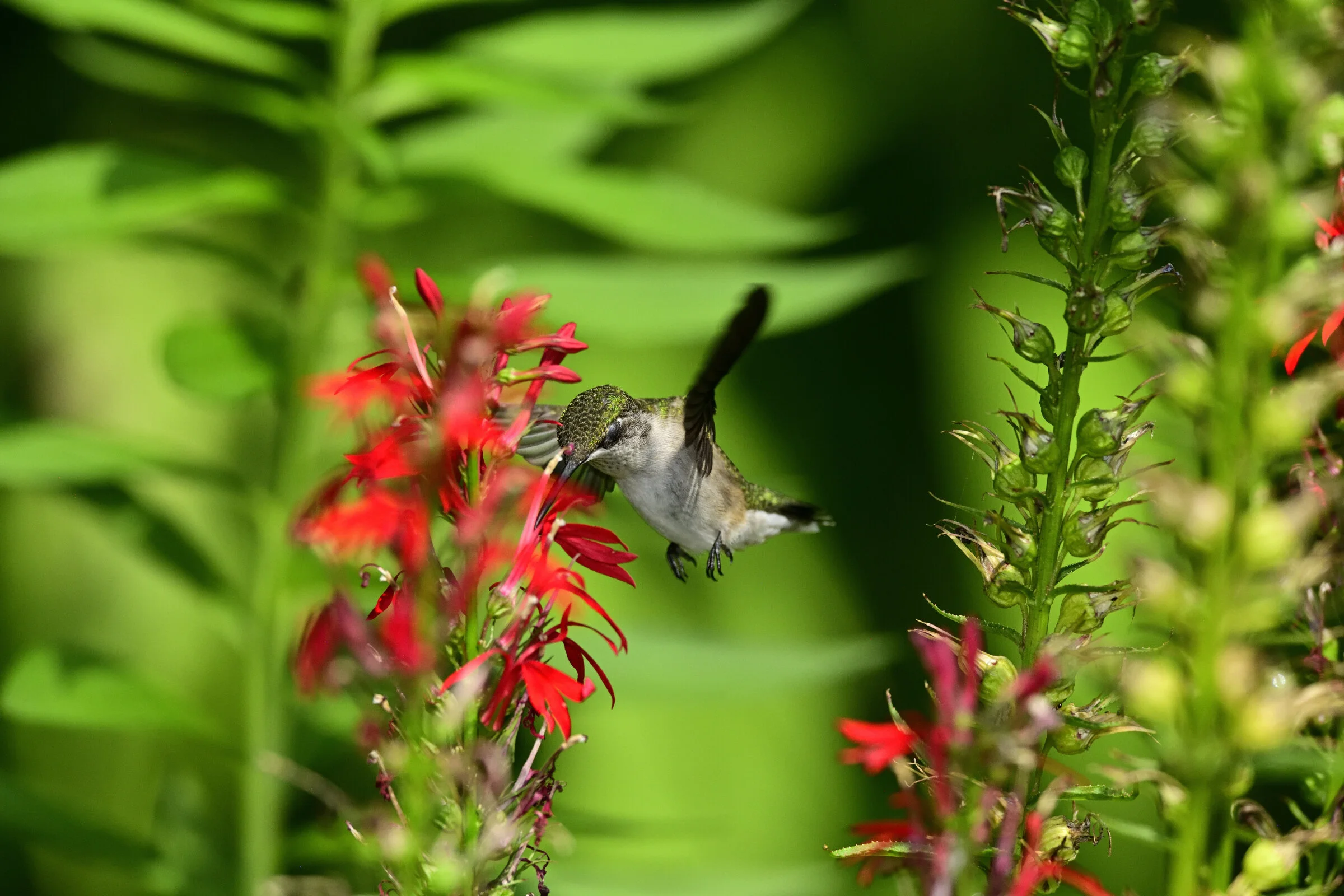 Ruby-throated Hummingbirds in Backyard — Jim Clark Photography