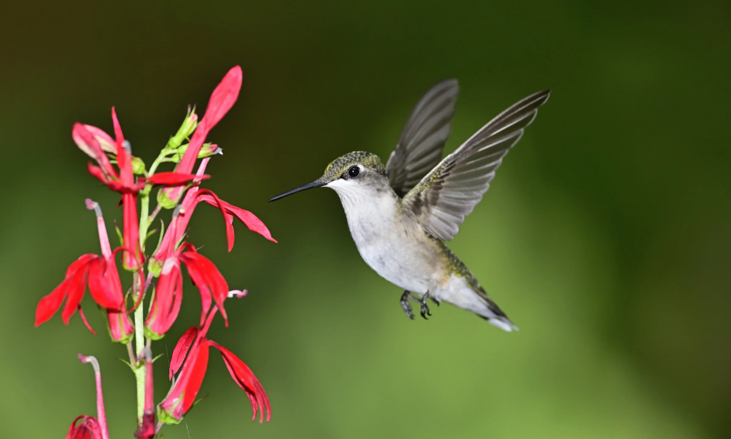 Ruby-throated Hummingbirds in Backyard — Jim Clark Photography
