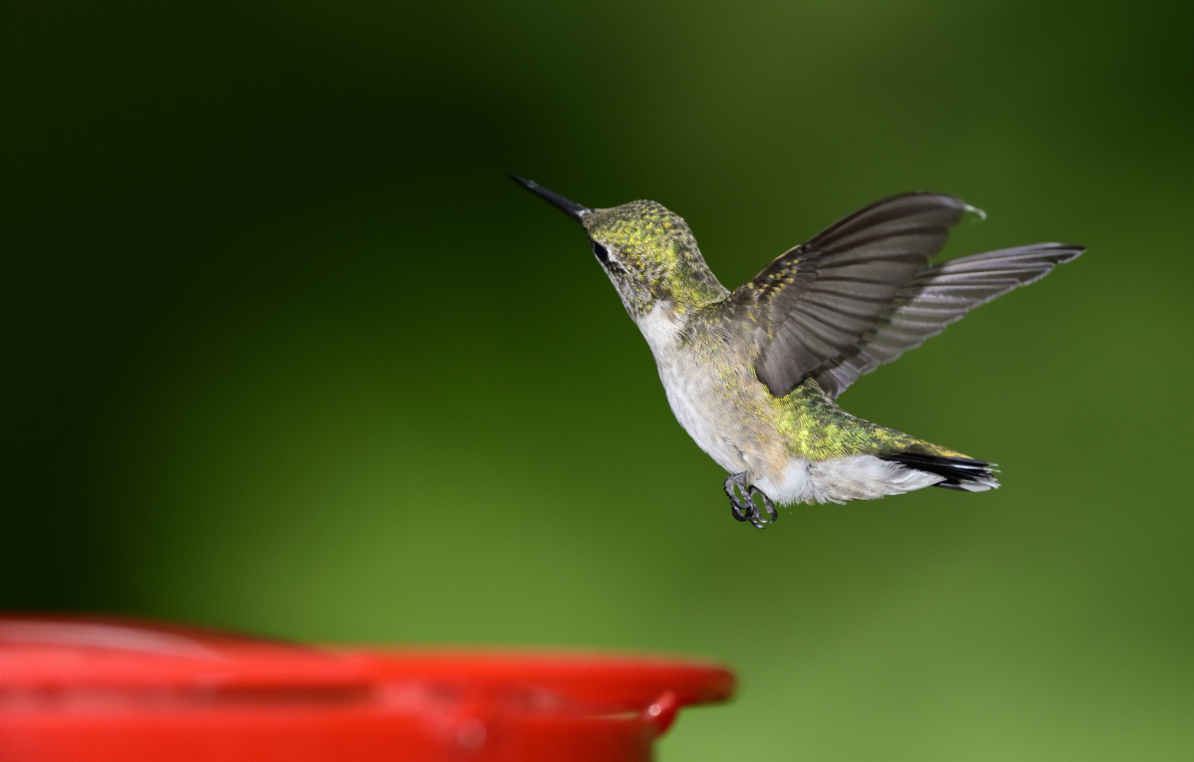 Ruby-throated Hummingbirds in Backyard — Jim Clark Photography
