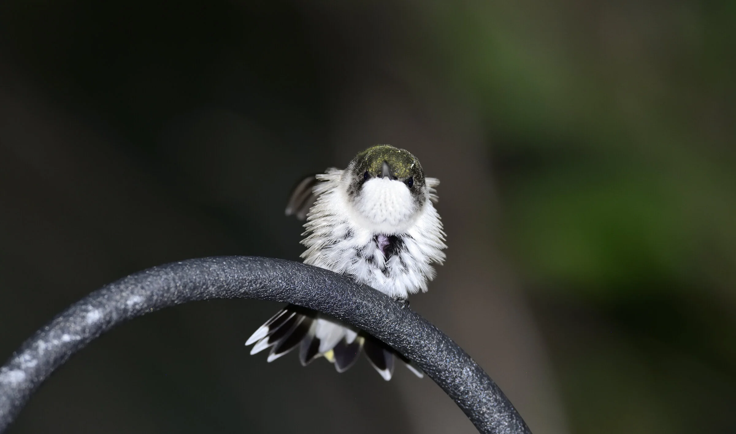 Ruby-throated Hummingbirds in Backyard — Jim Clark Photography