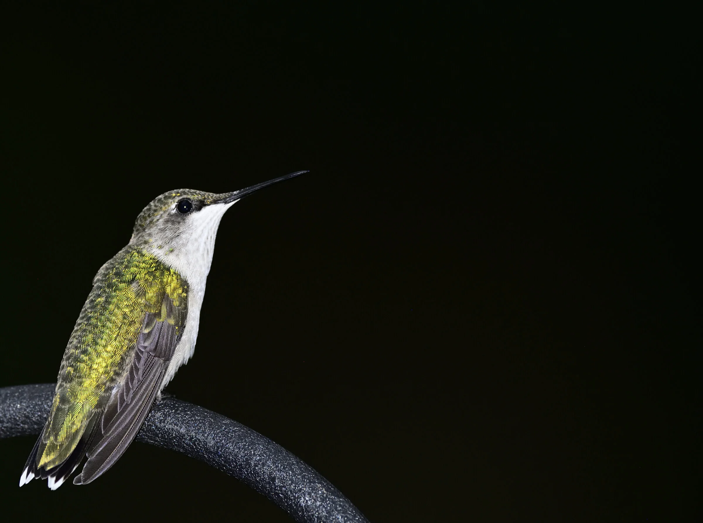 Ruby-throated Hummingbirds in Backyard — Jim Clark Photography