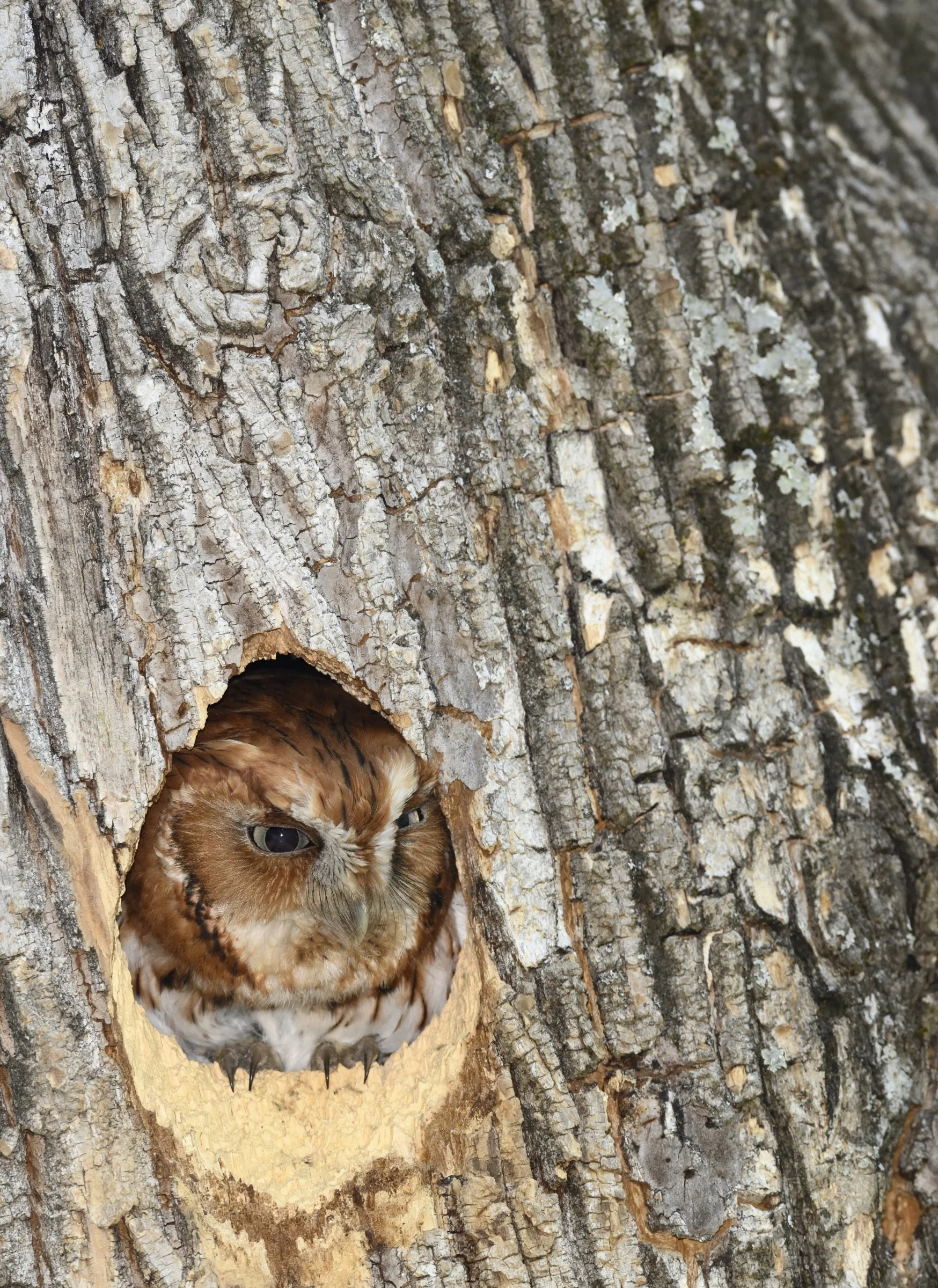 Two Raccoons & A Screech Owl - A Tale in Three Acts: Act III — Jim ...