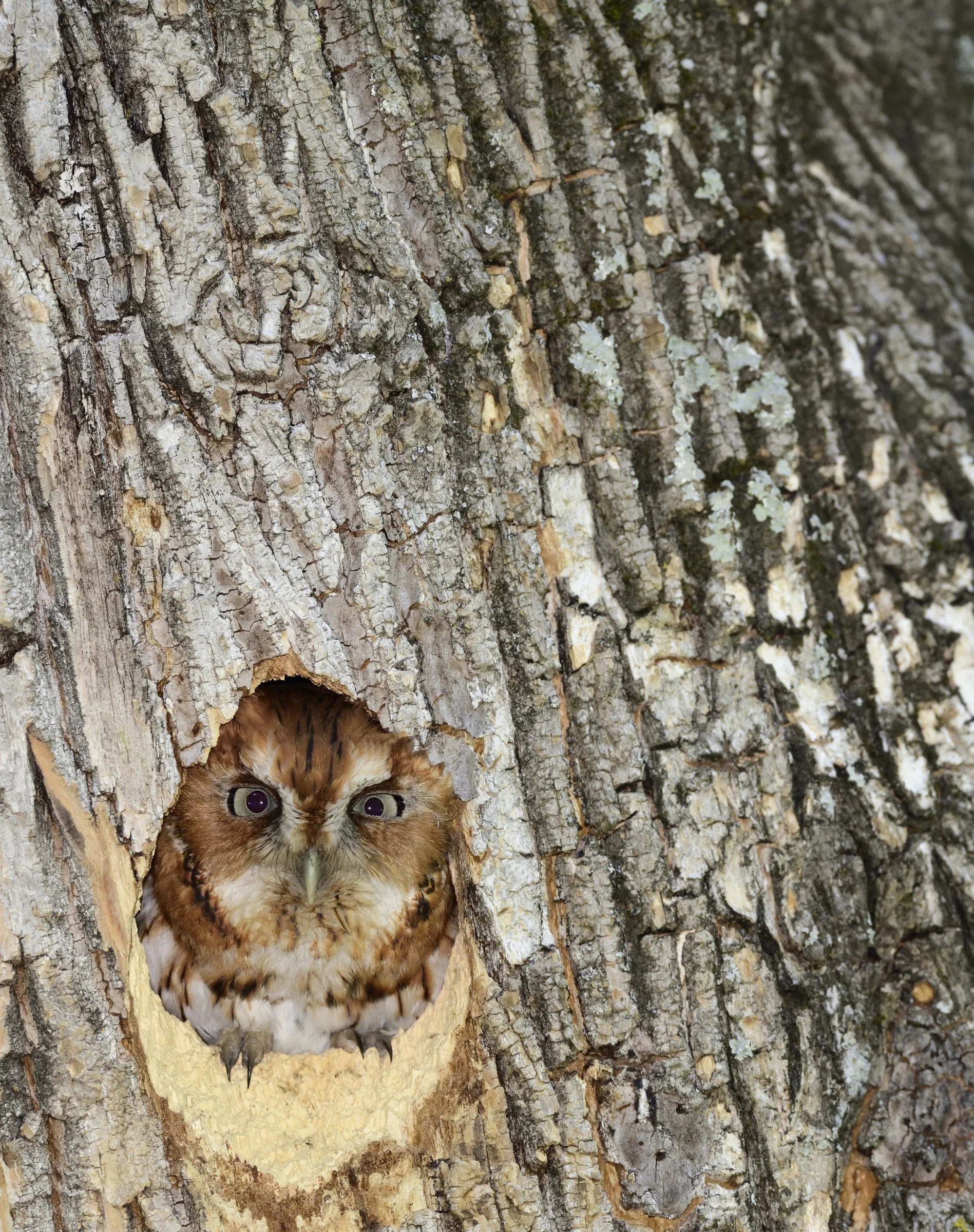 Two Raccoons & A Screech Owl - A Tale in Three Acts: Act III — Jim ...