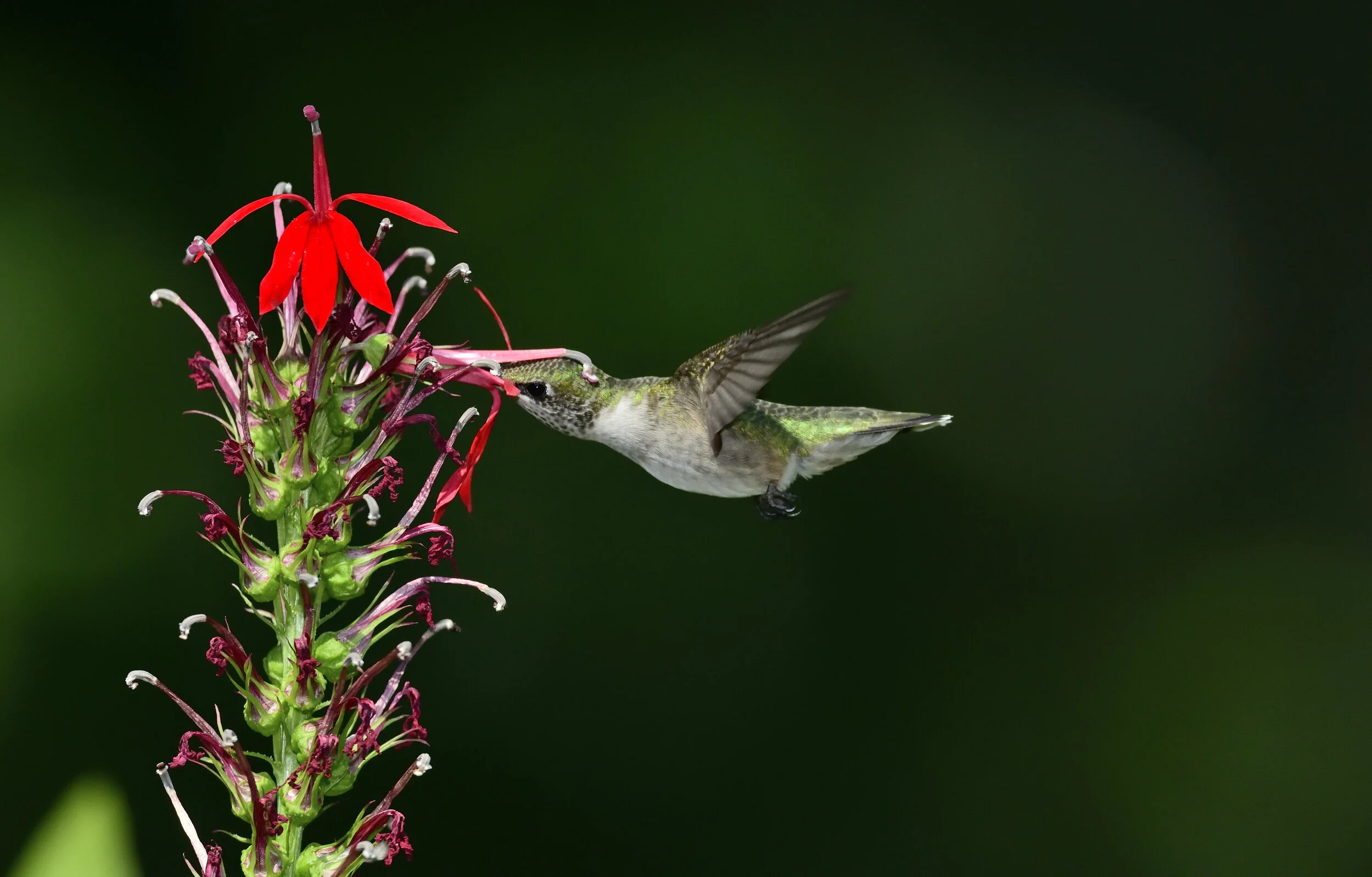 Ruby-throated Hummingbirds in Backyard — Jim Clark Photography