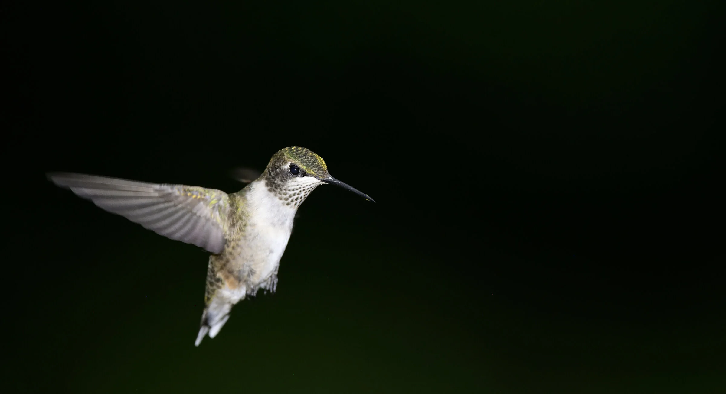 Ruby-throated Hummingbirds in Backyard — Jim Clark Photography