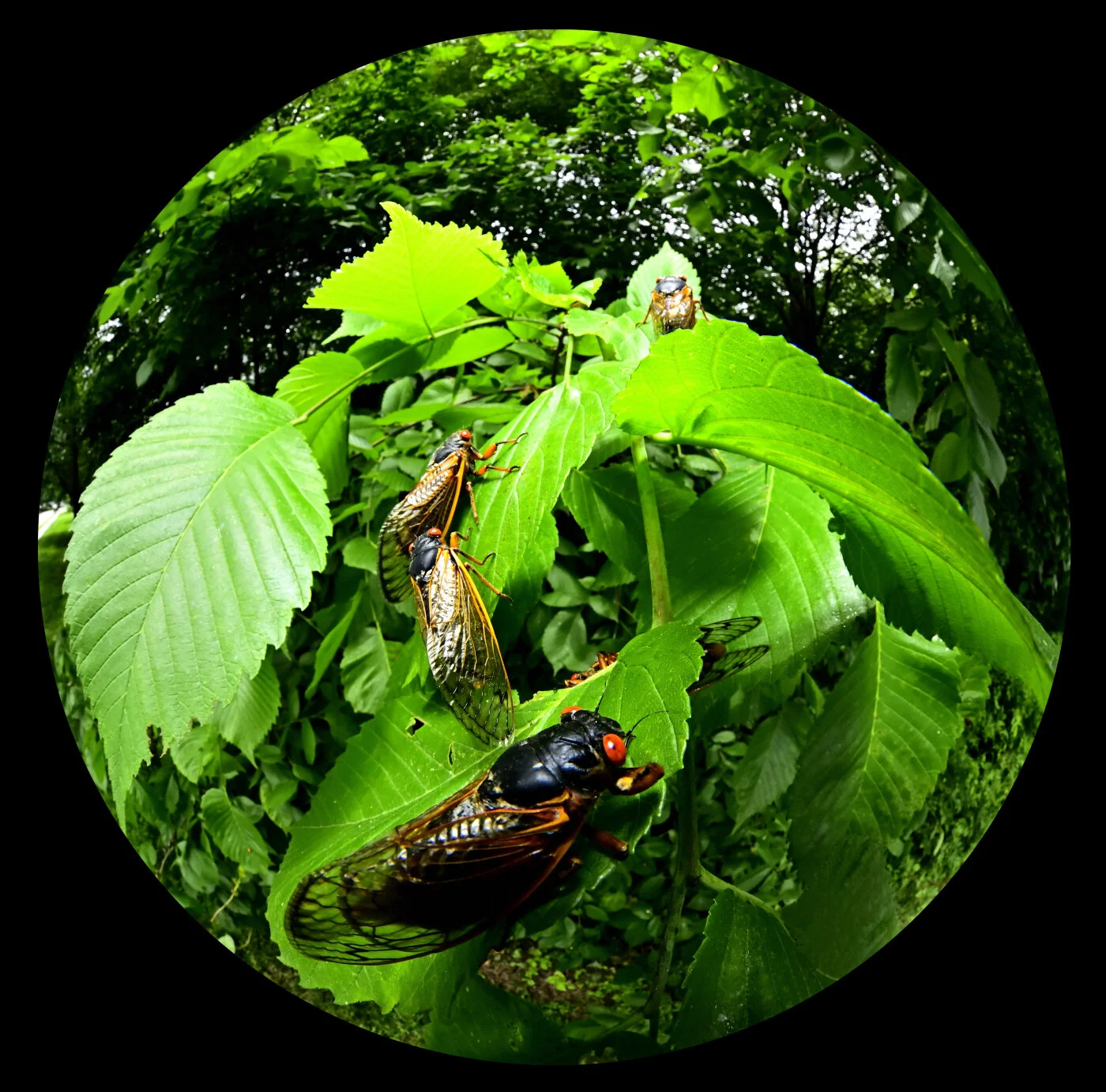 The Periodical Cicadas of 2021 — Jim Clark Photography