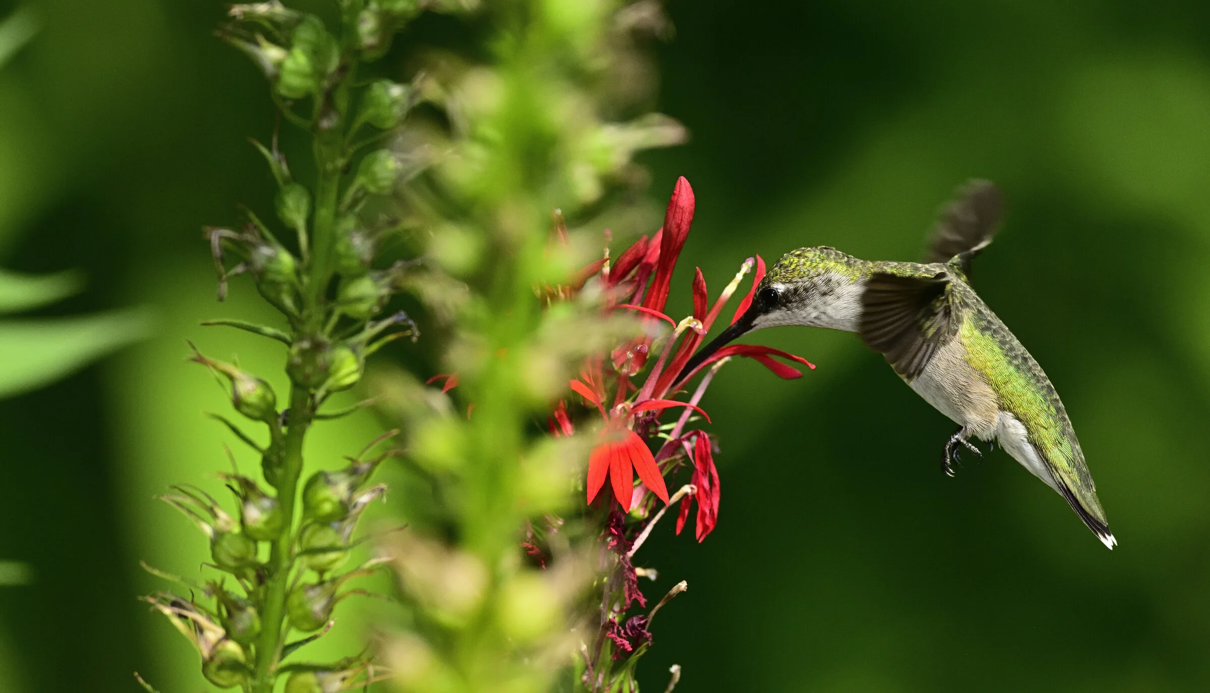 Ruby-throated Hummingbirds in Backyard — Jim Clark Photography