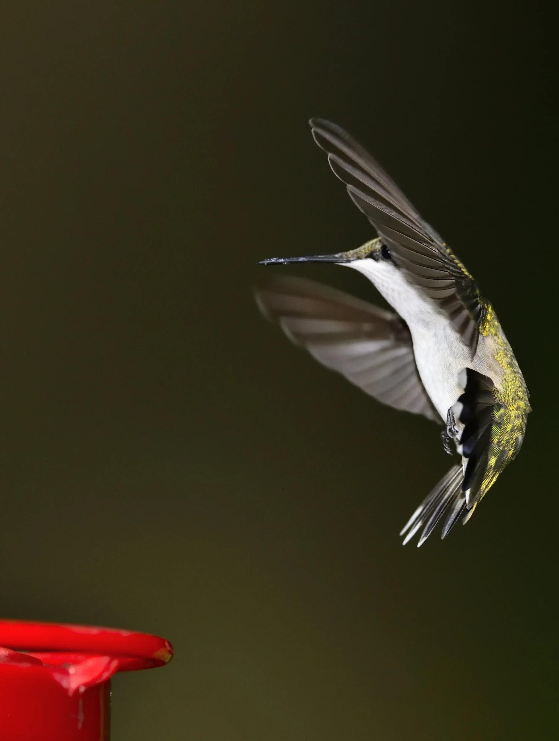 Ruby-throated Hummingbirds in Backyard — Jim Clark Photography