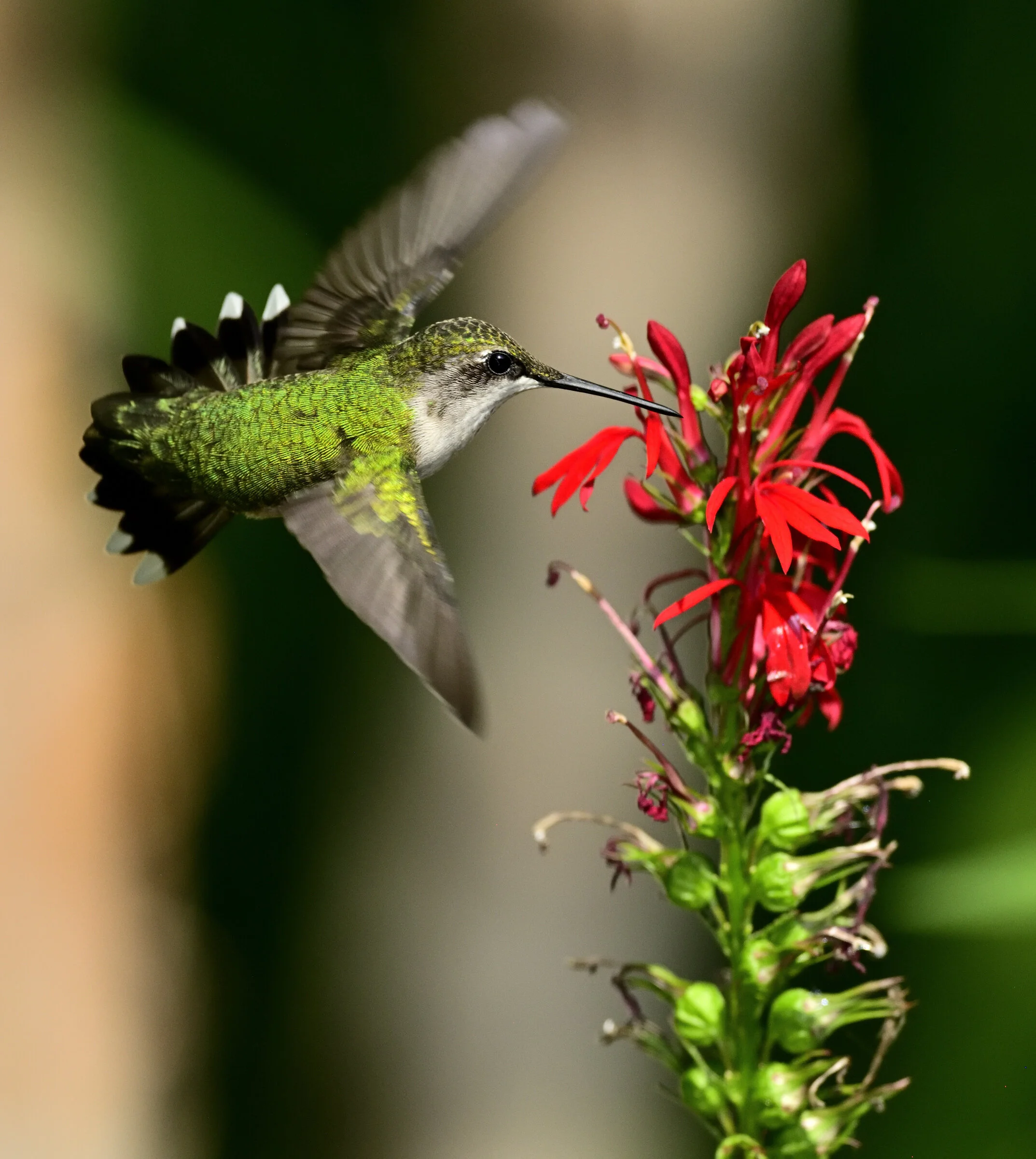 Ruby-throated Hummingbirds in Backyard — Jim Clark Photography