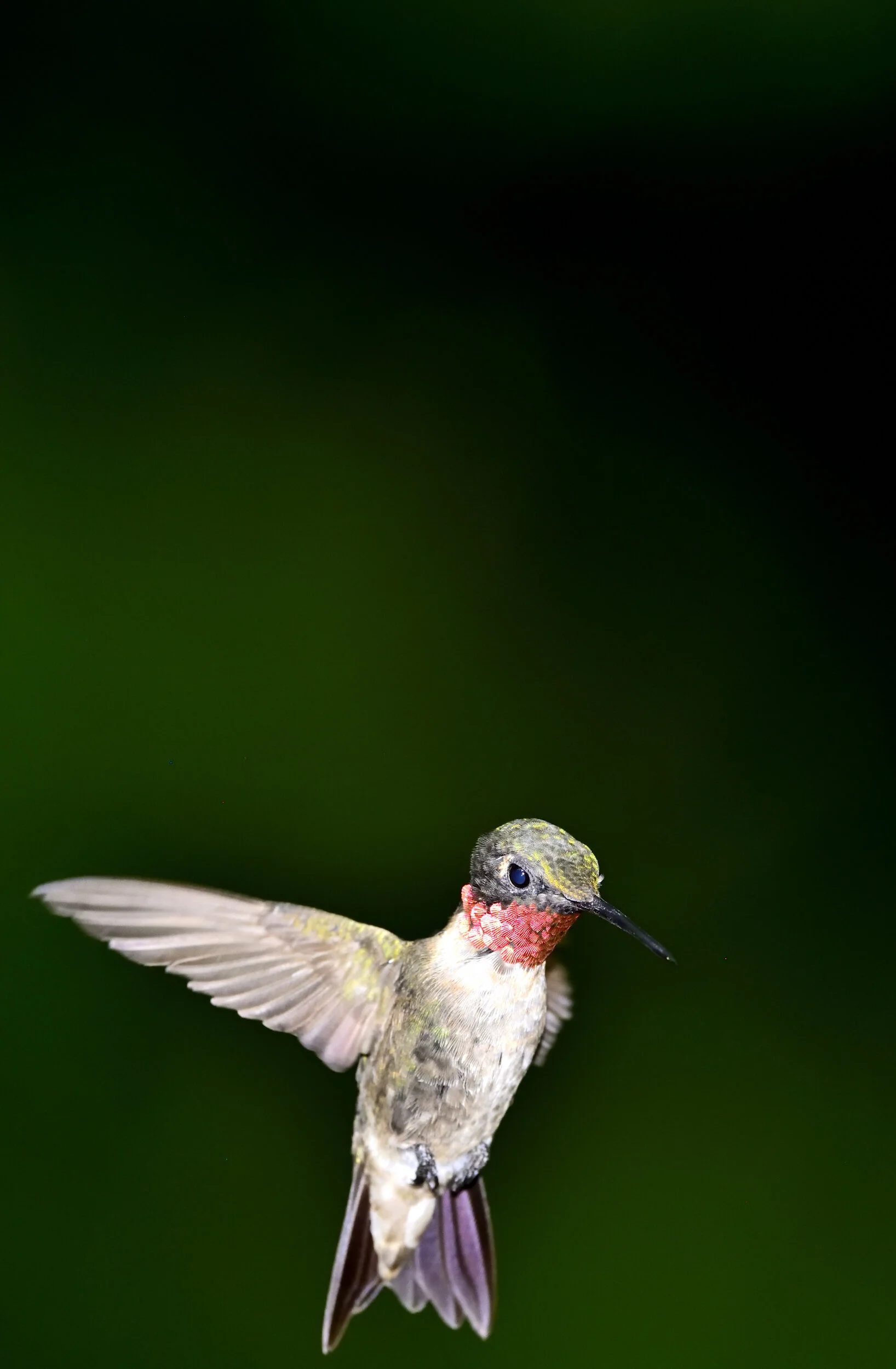 Ruby-throated Hummingbirds in Backyard — Jim Clark Photography