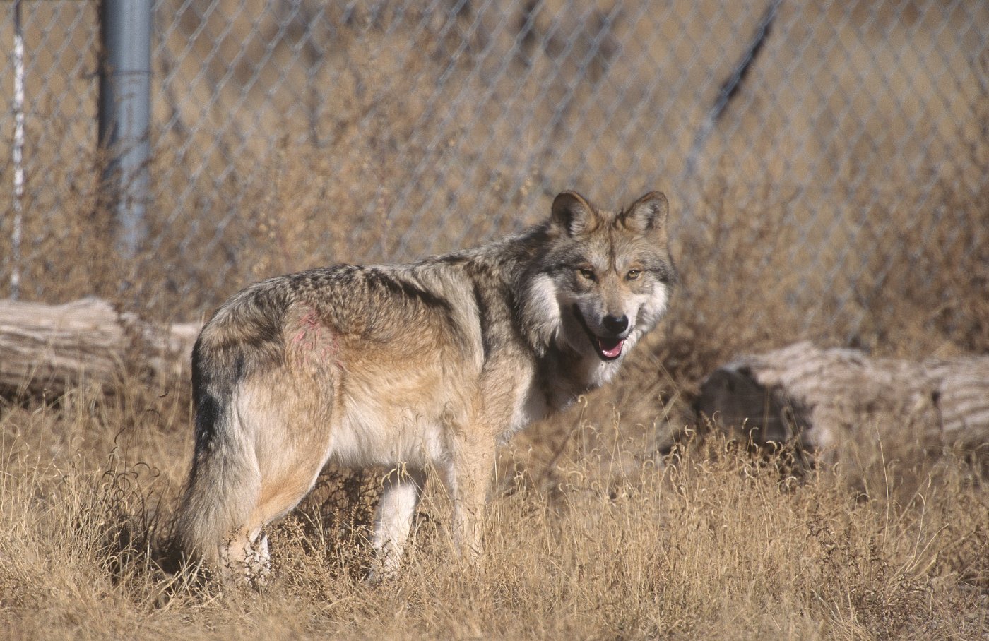 Close Encounter with “El Lobo” … The Mexican Gray Wolf — Jim Clark ...