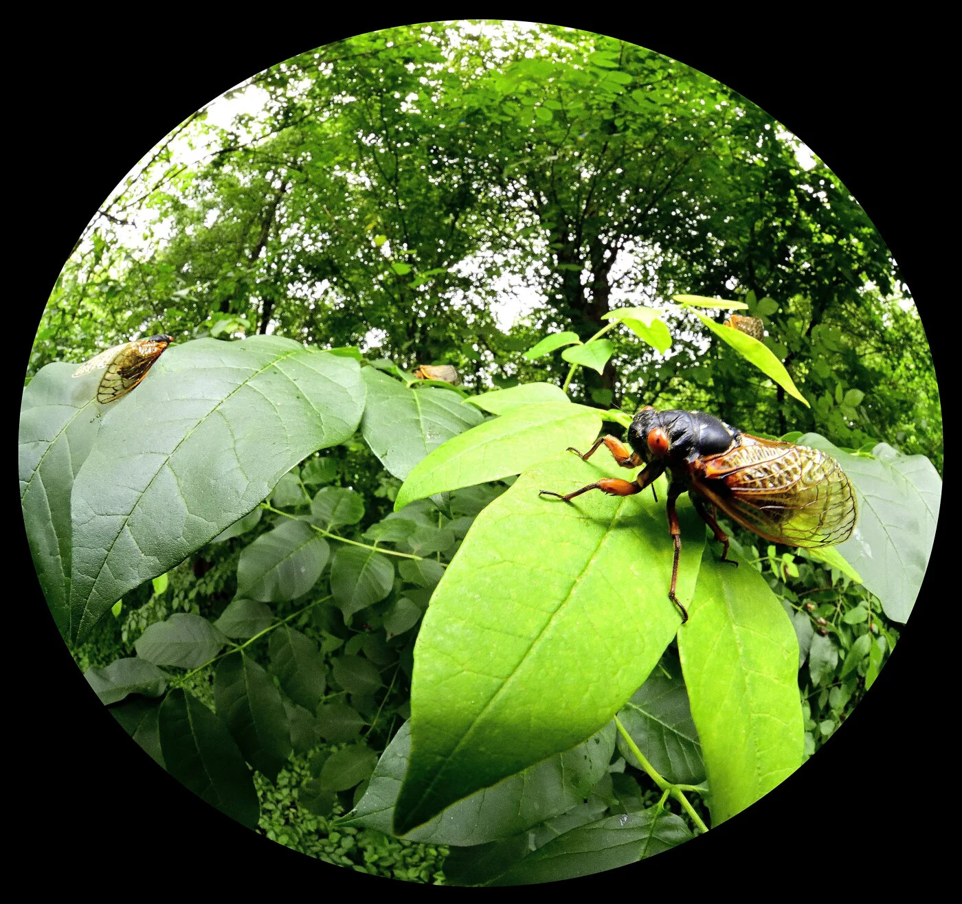 The Periodical Cicadas of 2021 — Jim Clark Photography
