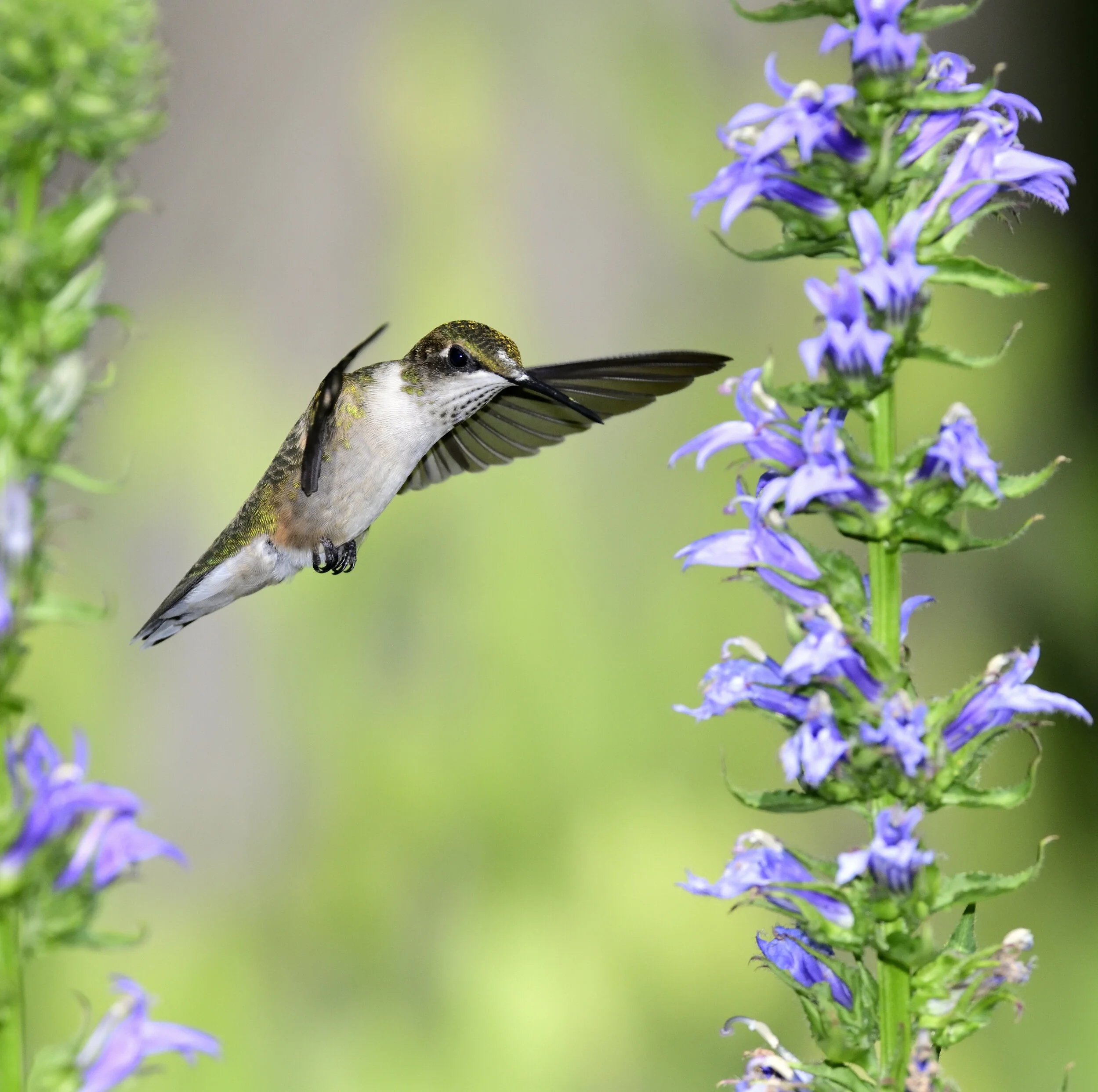 Ruby-throated Hummingbirds in Backyard — Jim Clark Photography