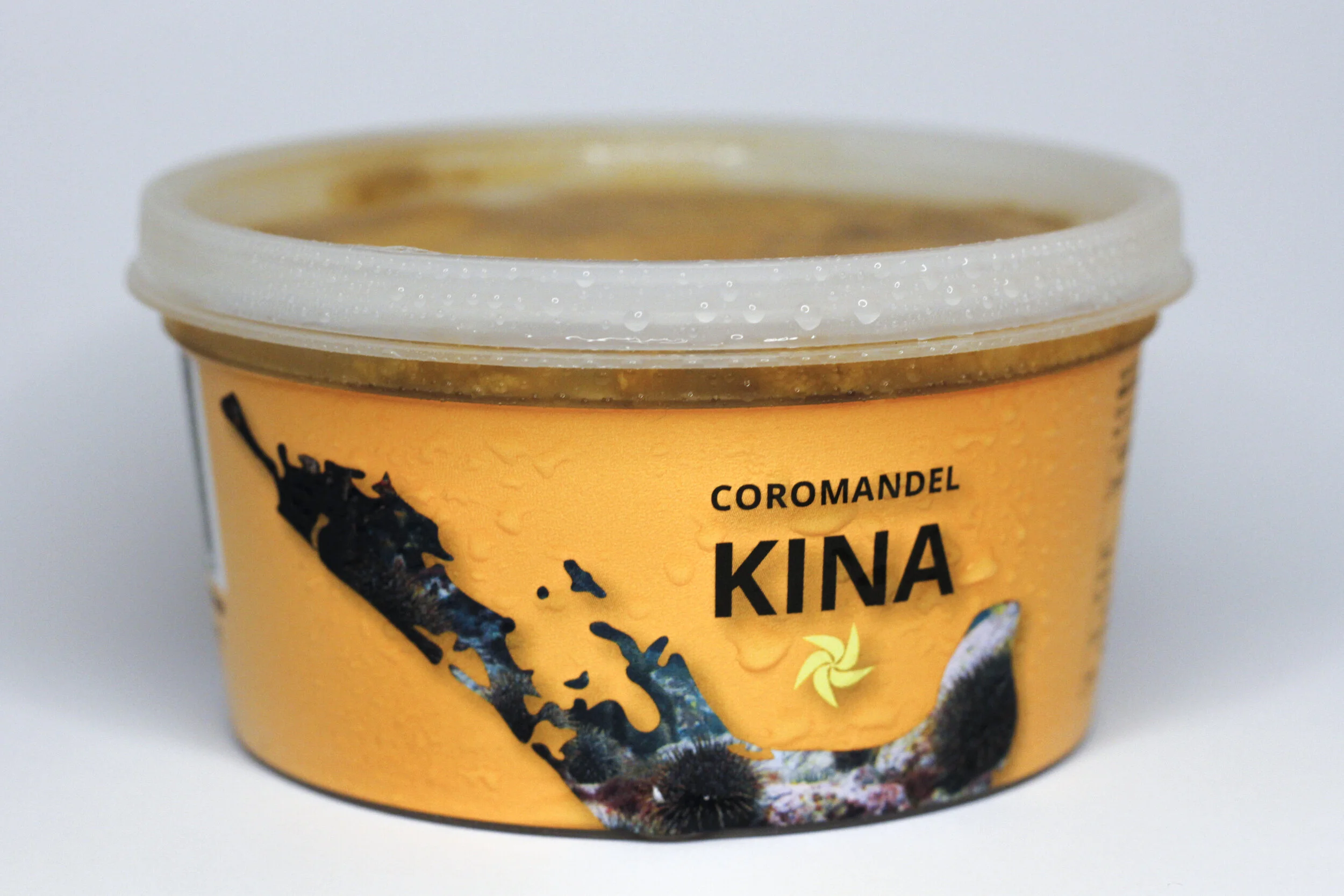 Sea Urchin New Zealand