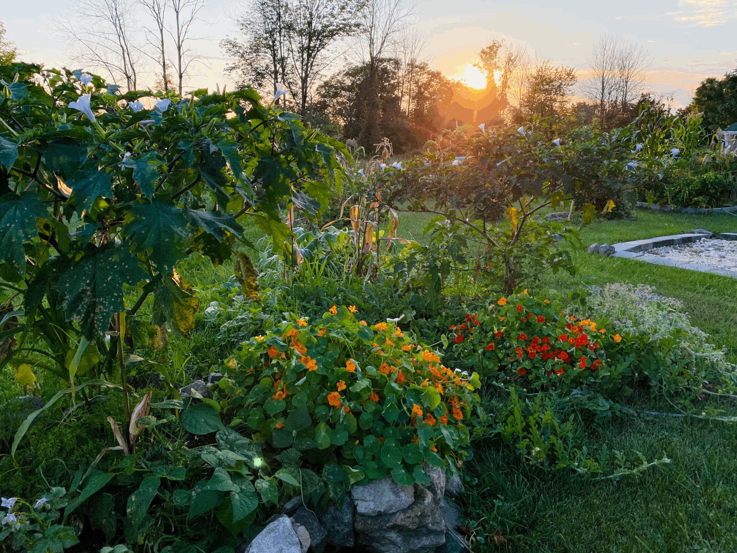 Blog 2 — Ancient Origins Permaculture