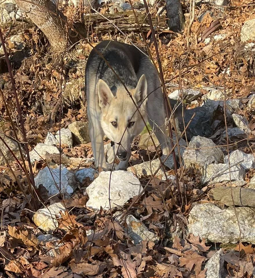 Tamaskan Dogs — Wolfdogs of the Ebon Blade