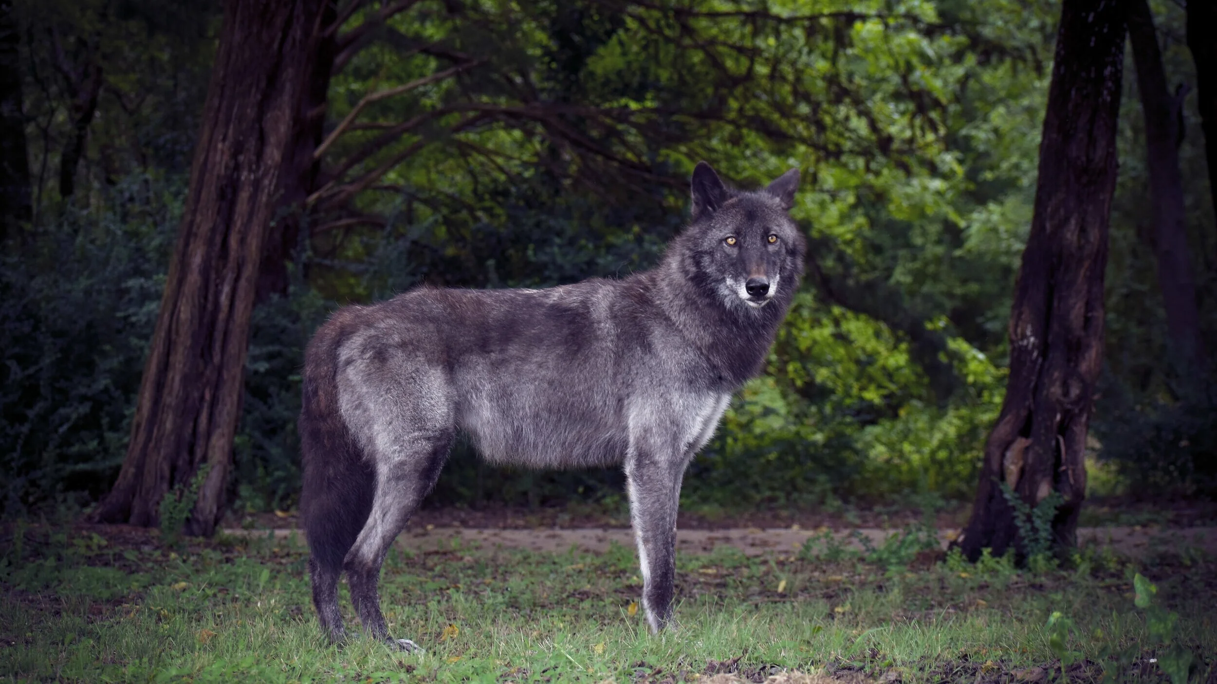 Wolfdogs of the Ebon Blade