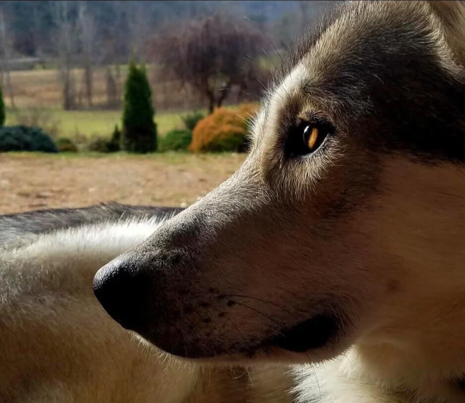 Tamaskan Dogs — Wolfdogs of the Ebon Blade