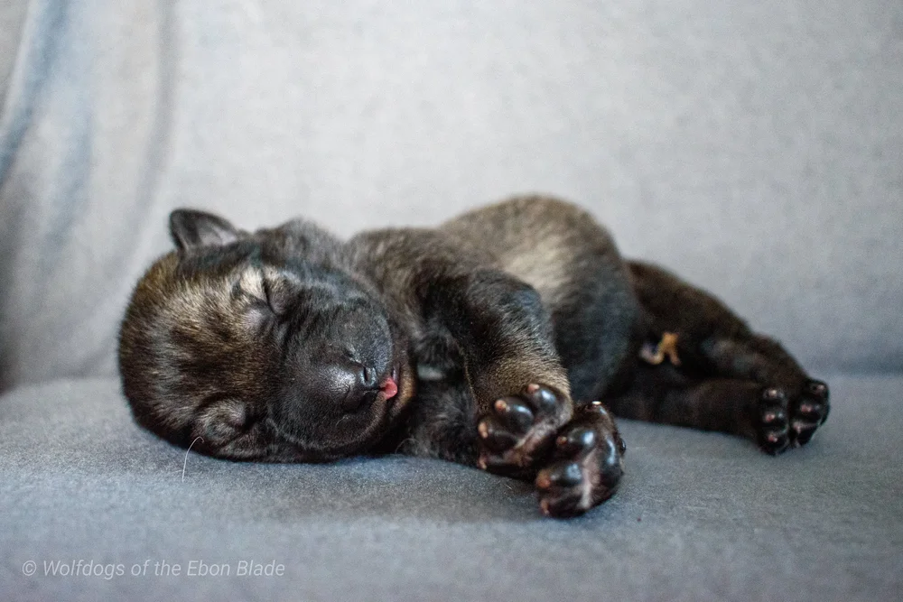 Tamaskan Dogs — Wolfdogs of the Ebon Blade