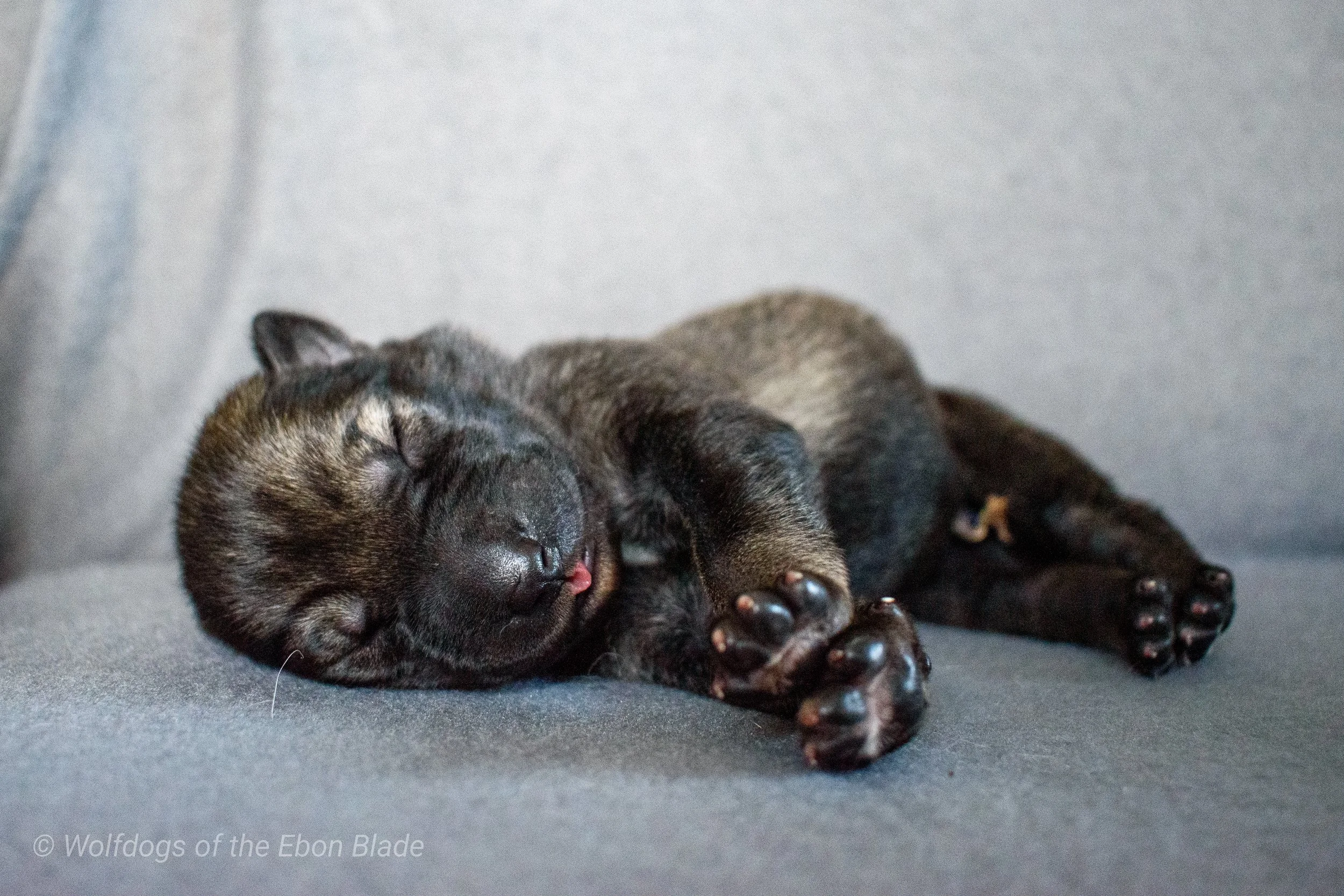 Tamaskan Dogs — Wolfdogs of the Ebon Blade