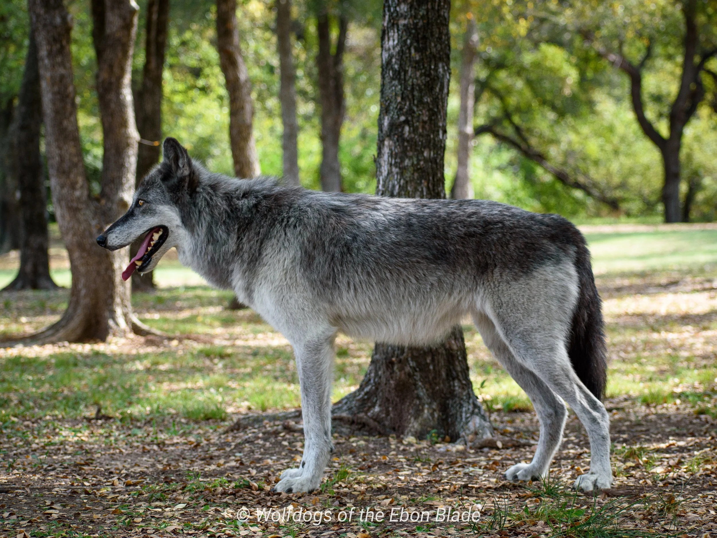 Active Breeding Dogs — Wolfdogs of the Ebon Blade
