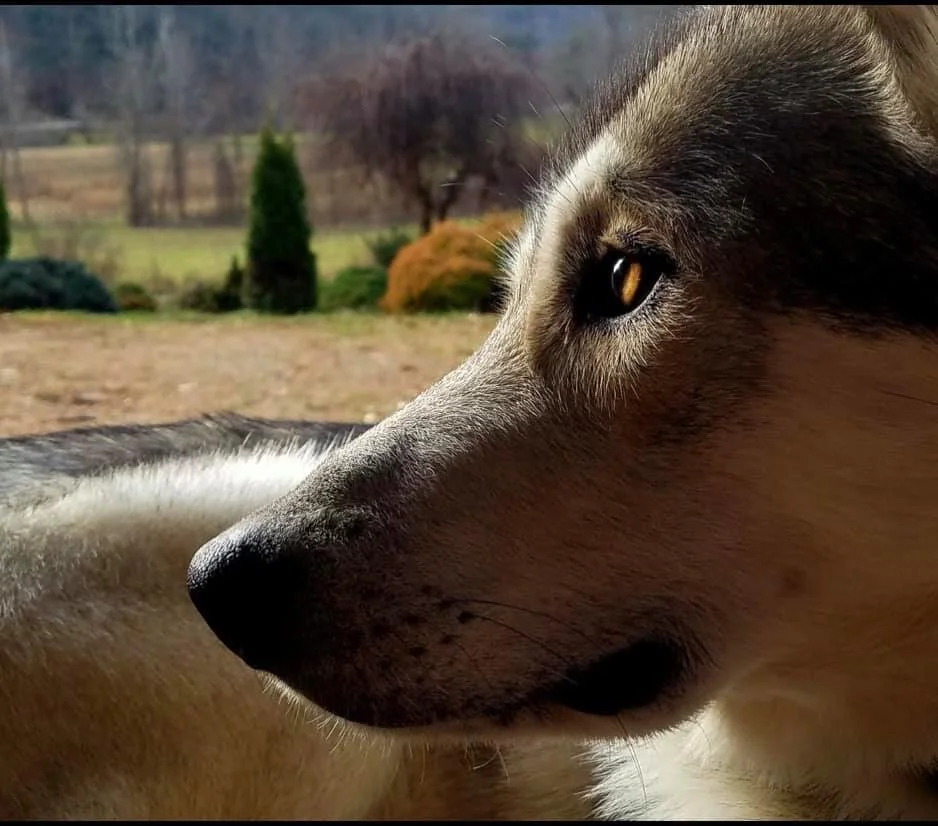 Tamaskan Dogs — Wolfdogs of the Ebon Blade
