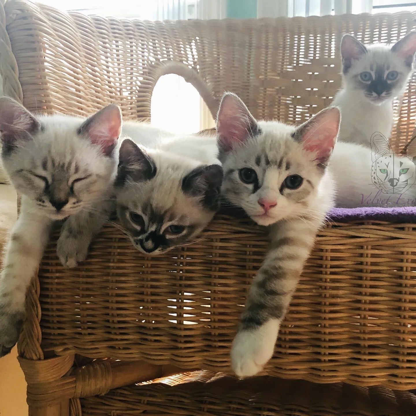 Kittens — Velvet Exotics