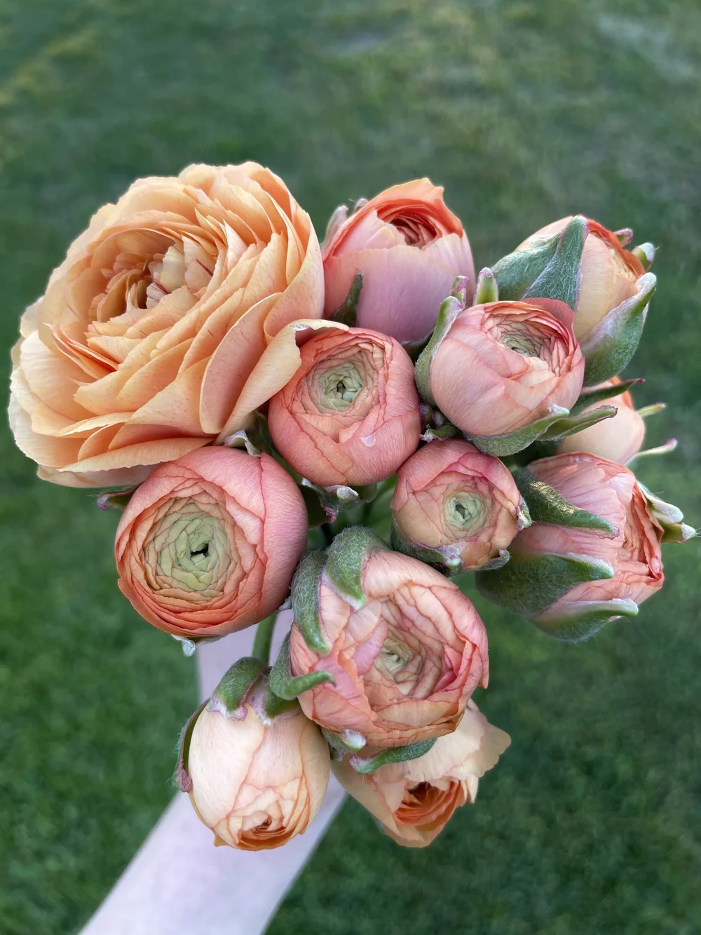 Store 1 — Sow Sow Farms