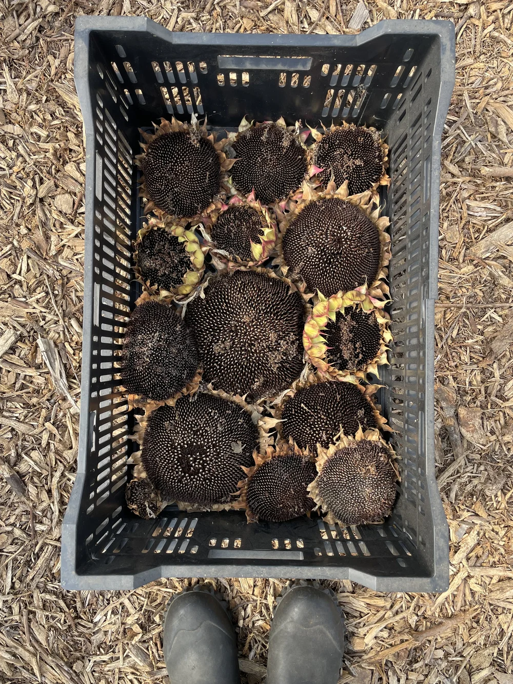 Sunflower Firsts — Sow Sow Farms
