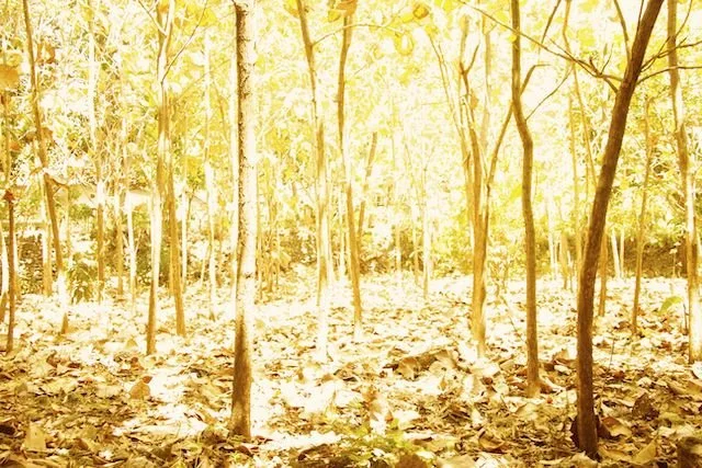 Growth | Ubuntu Bali