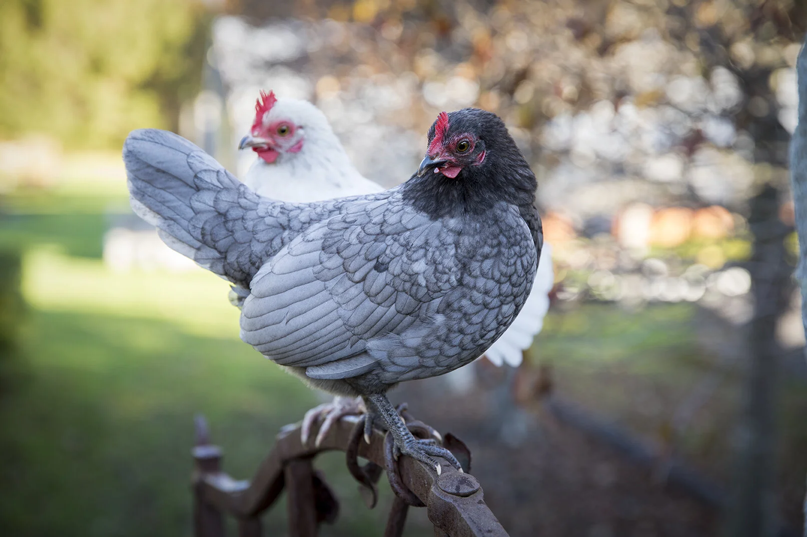 Our Story — Snug Harbor Farm