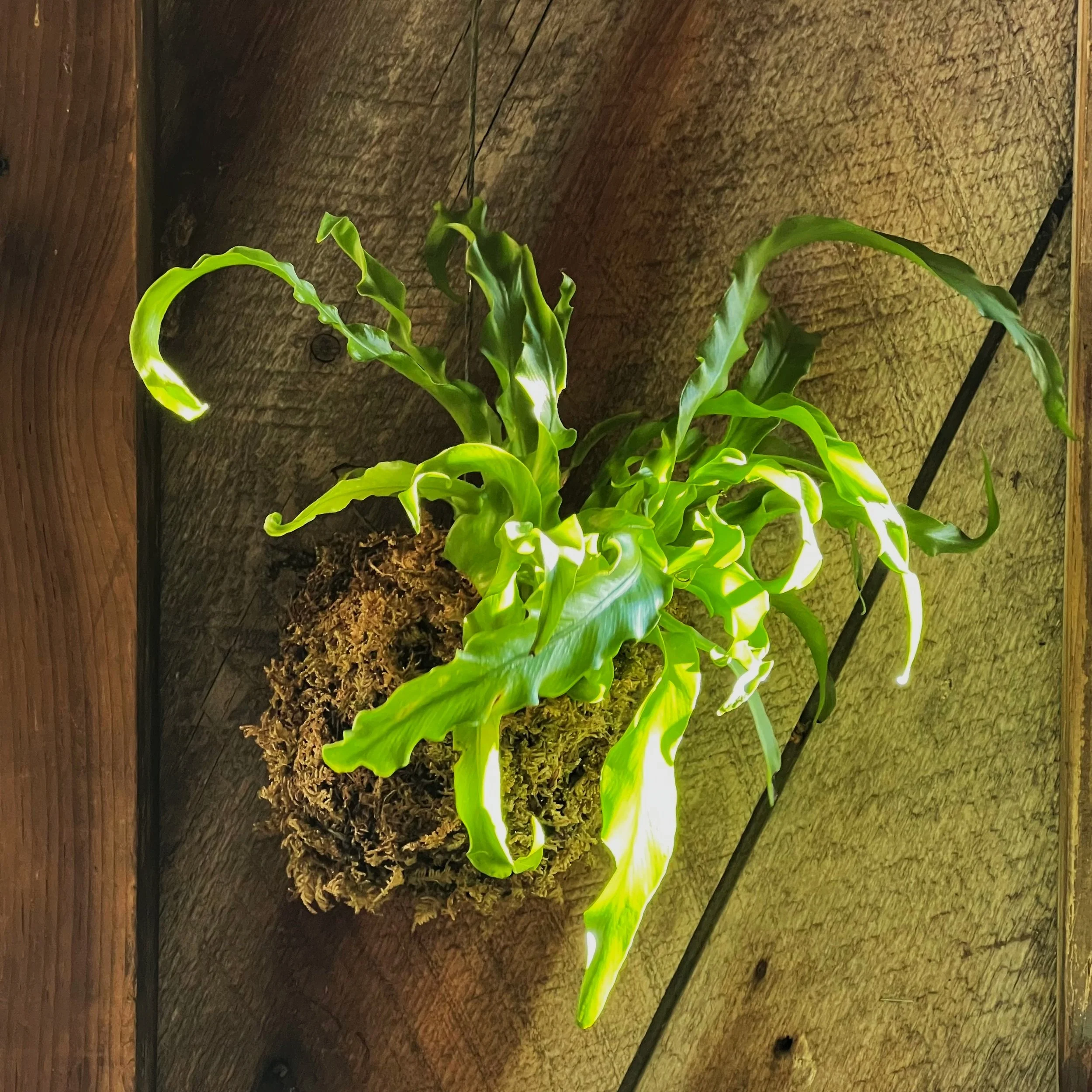 Events — Snug Harbor Farm