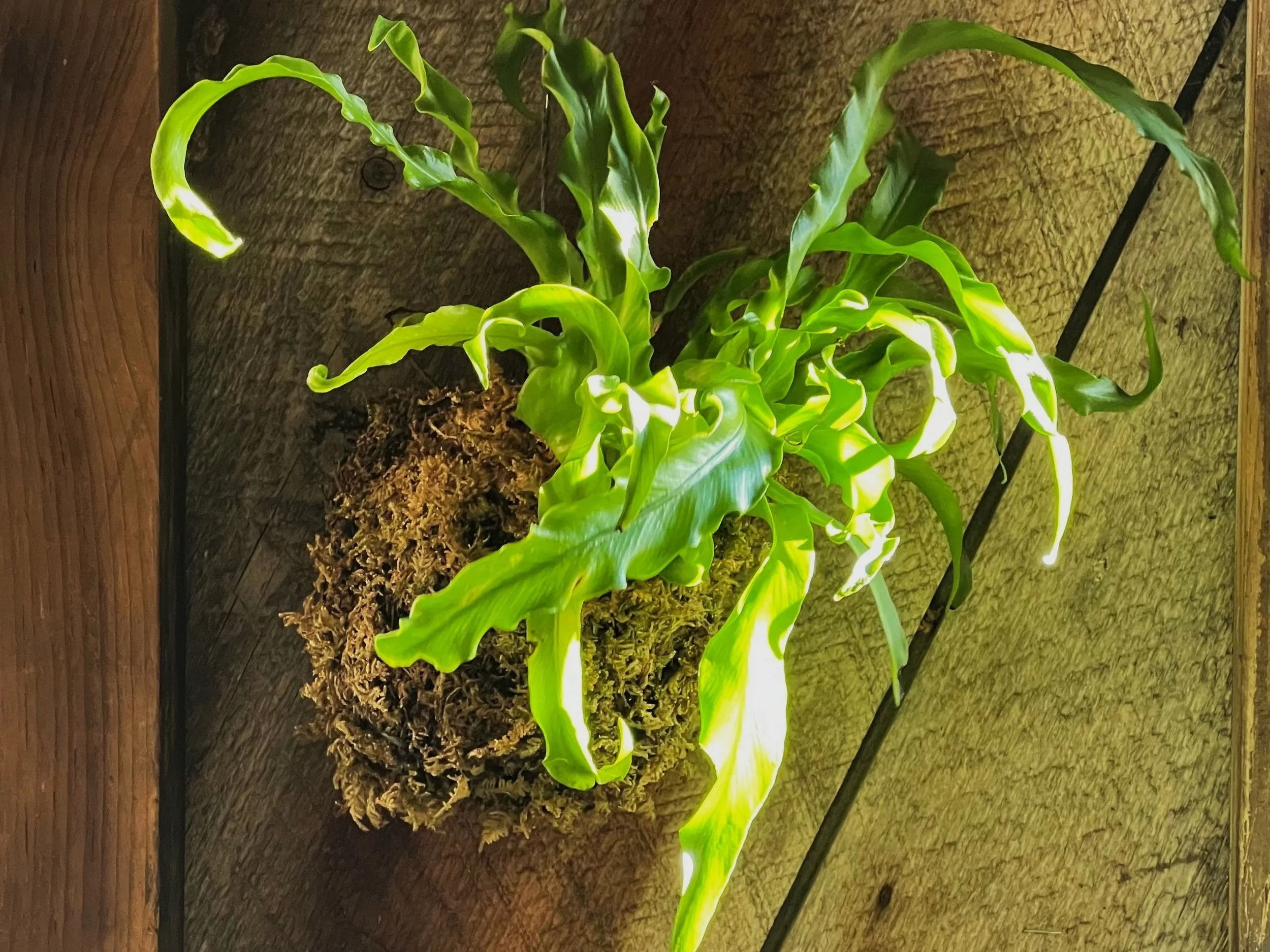 Events — Snug Harbor Farm