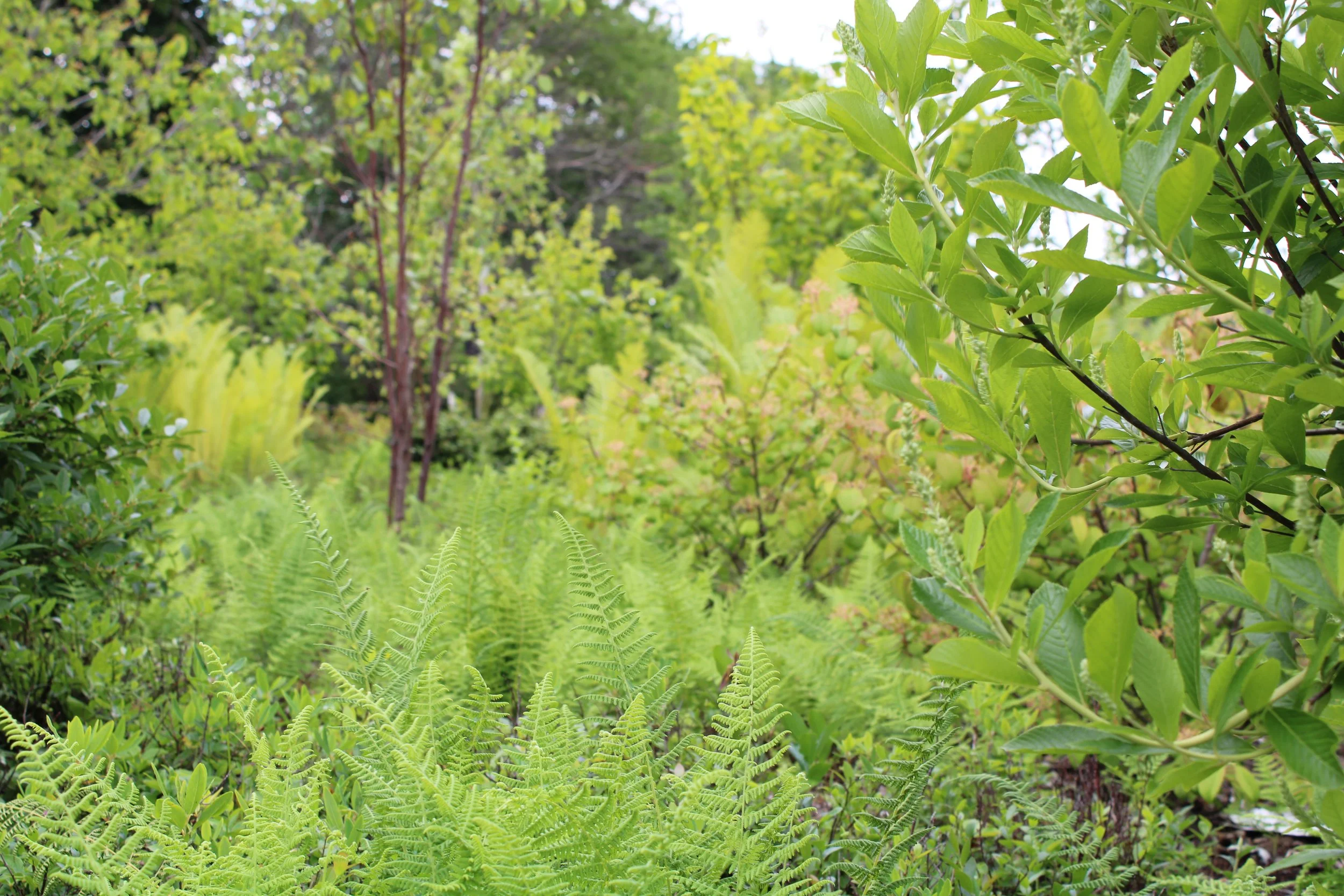 Gardens — Snug Harbor Farm