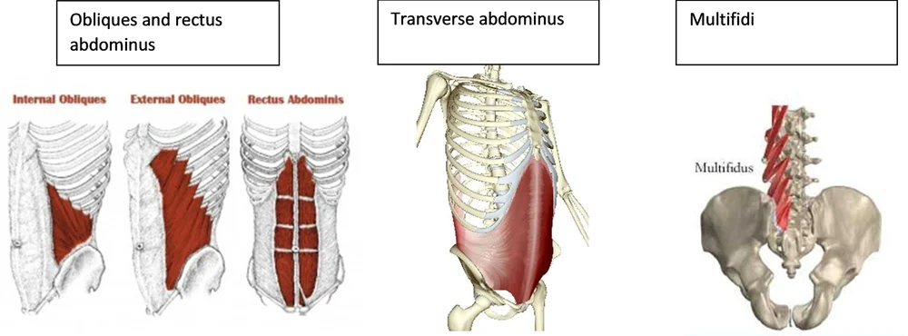 Abdominal & Core Musculature — Spine & Sports Rehabilitation Center