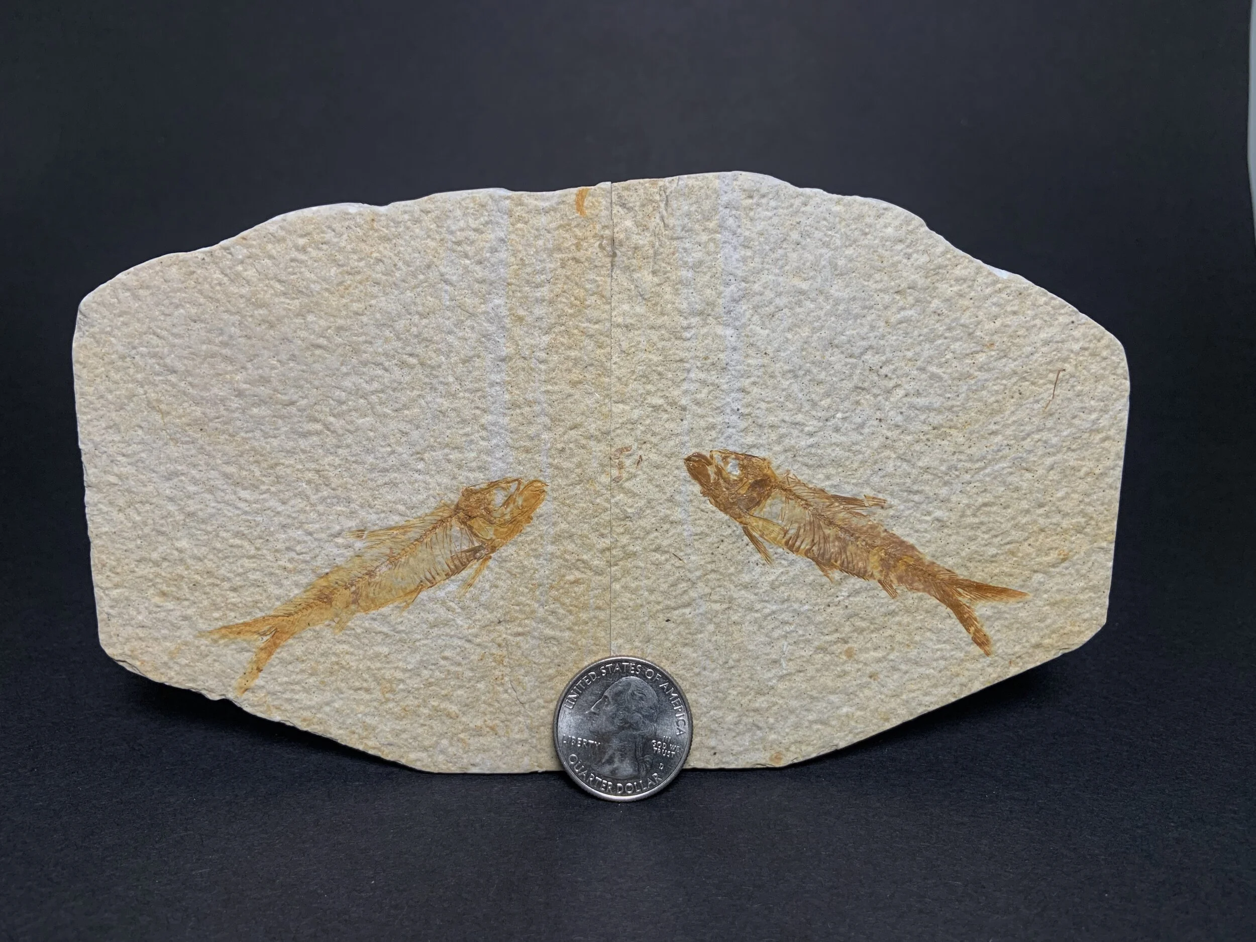 Minerals and Fossils — Natural Treasures Minerals & Fossils, Austin, Texas