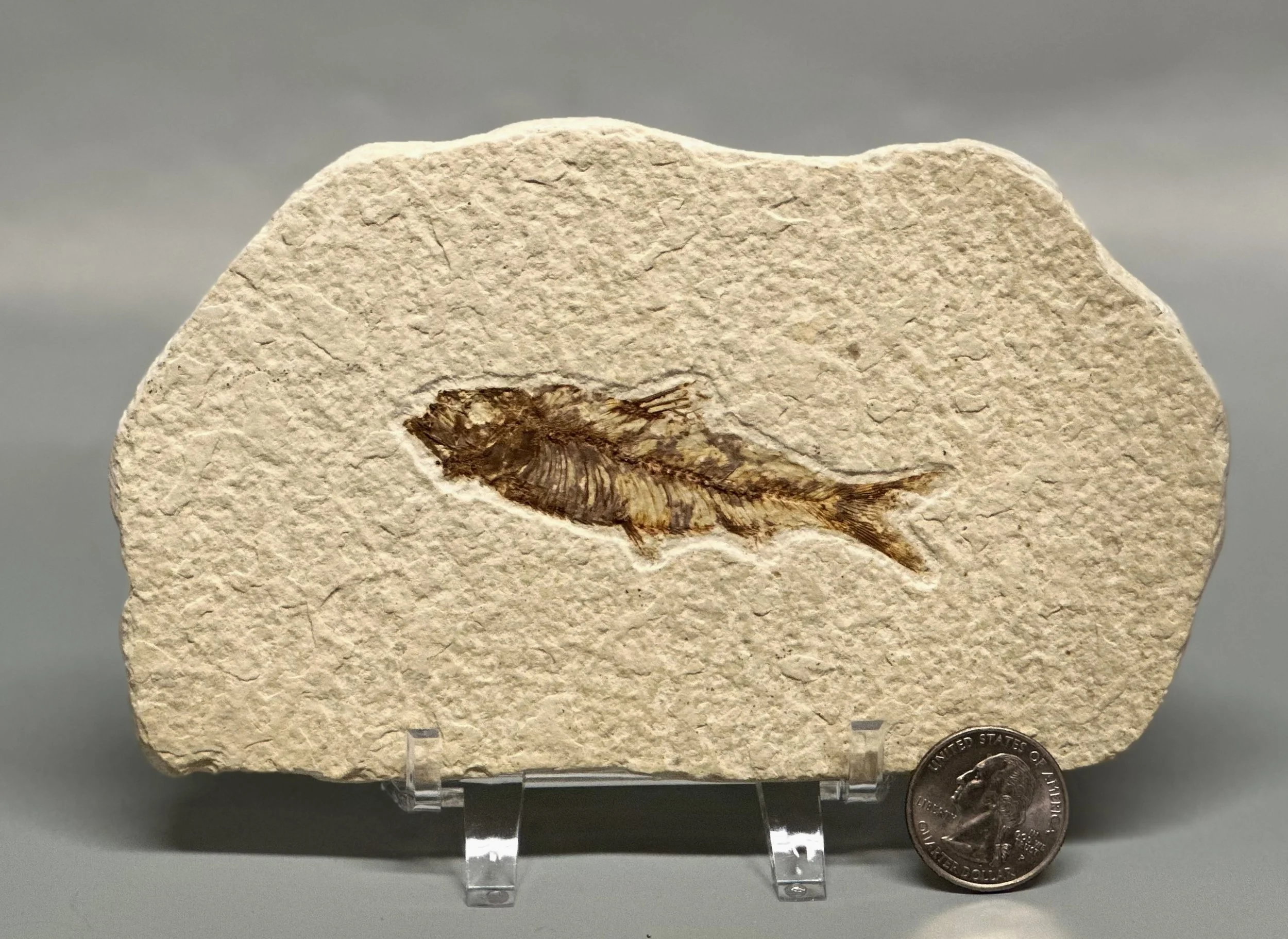 Minerals and Fossils — Natural Treasures Minerals & Fossils, Austin, Texas