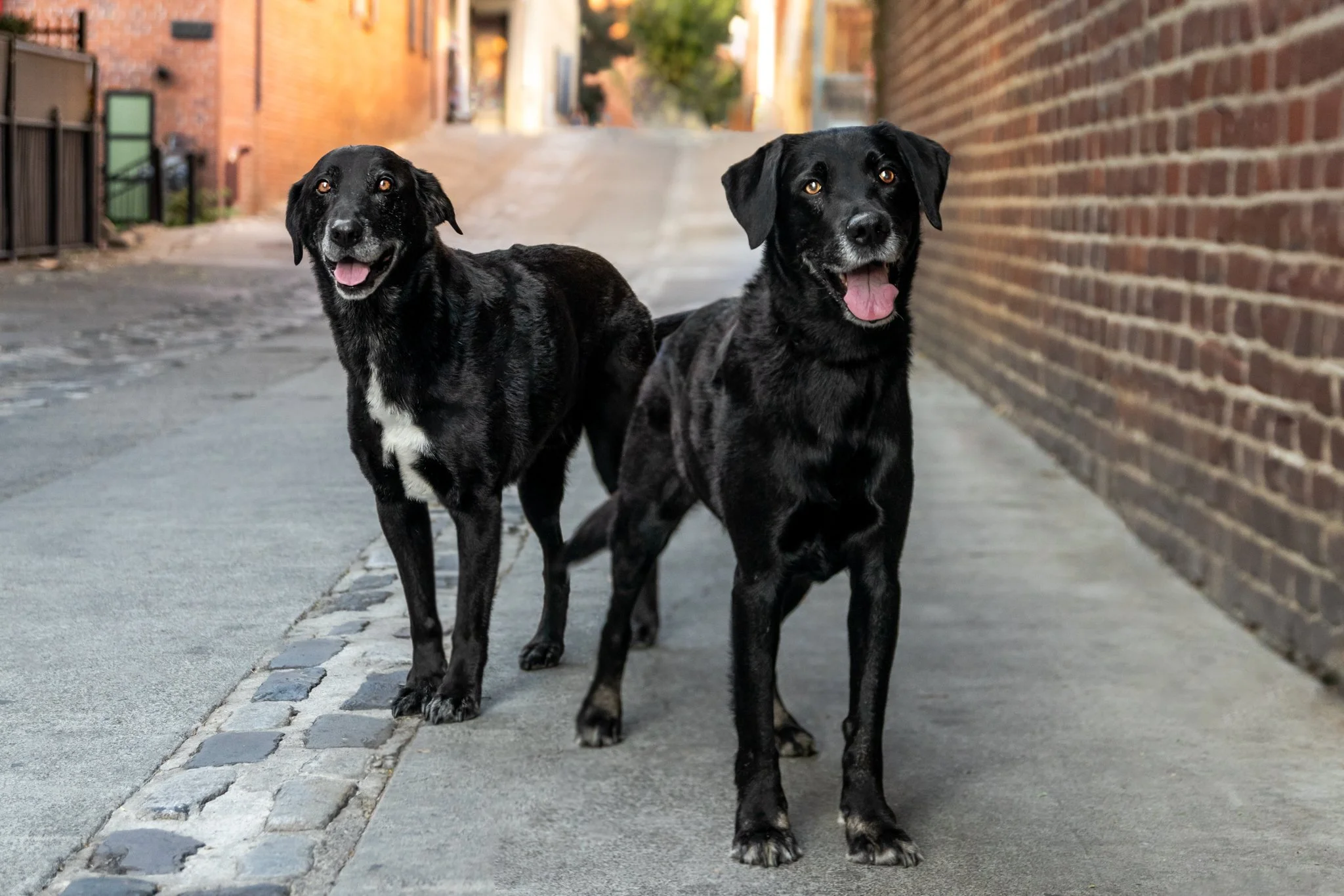 Tips for Photographing Black Dogs Outdoors — Kylee Doyle Photography