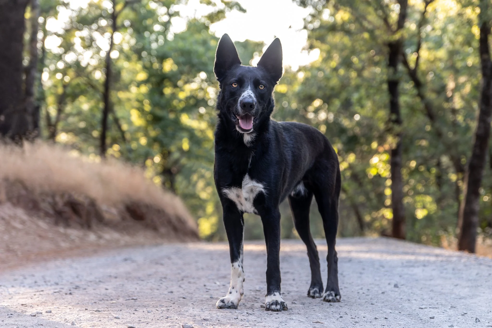 Tips for Photographing Black Dogs Outdoors — Kylee Doyle Photography