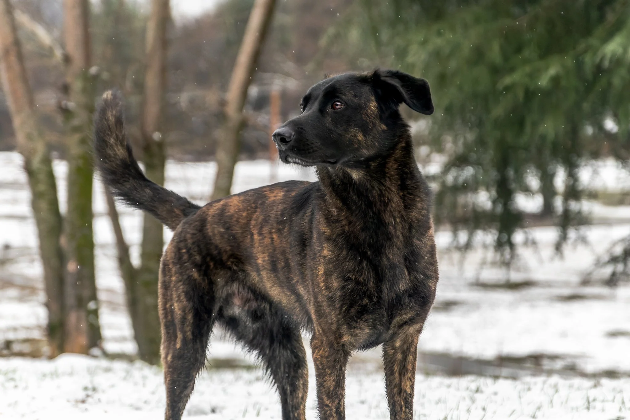 Top Tips to Prepare Your Reactive Dog for His Outdoor Pet Portrait ...